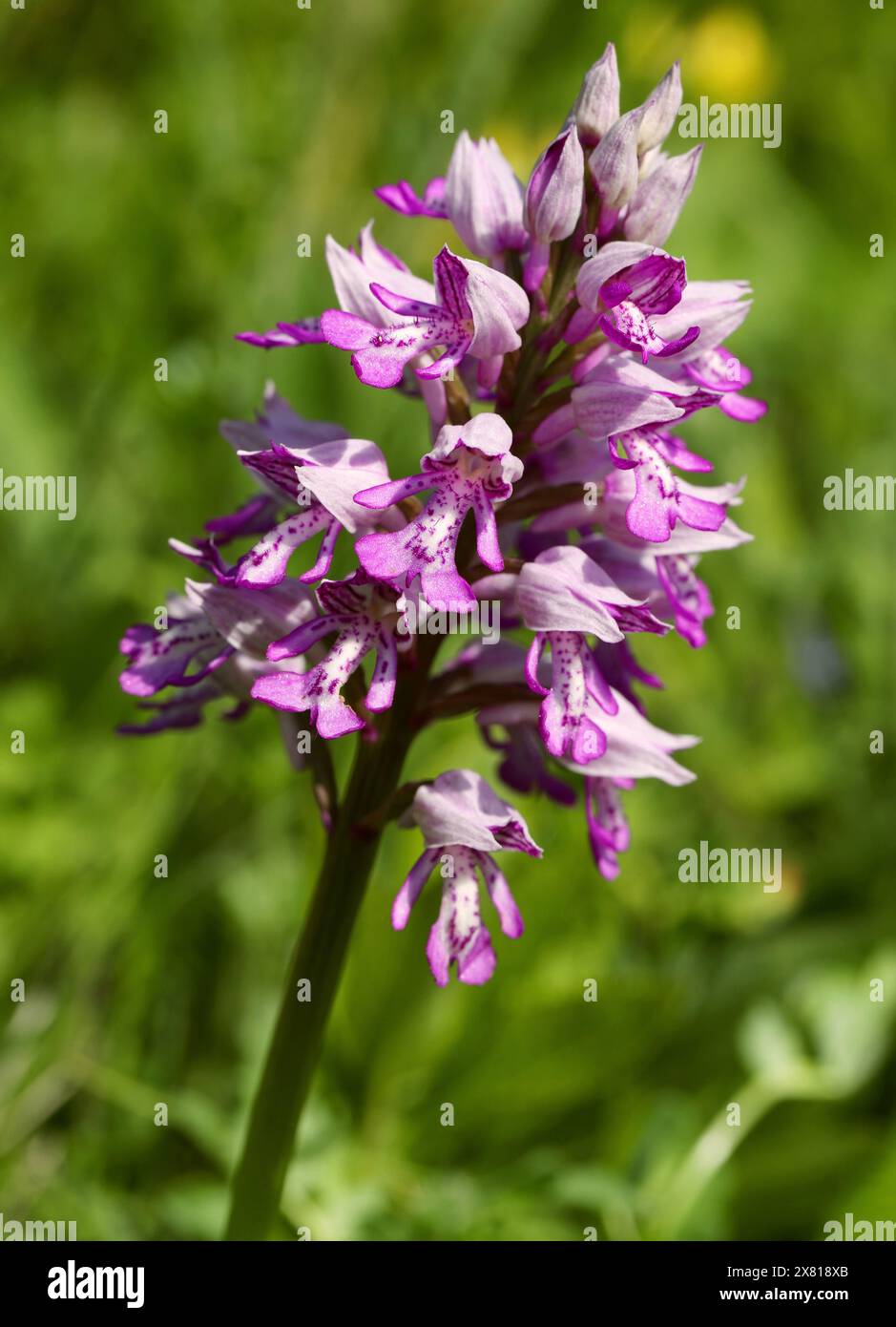 Military Orchid, Orchis militaria, Orchidaceae. Homefield Woods Nature ...