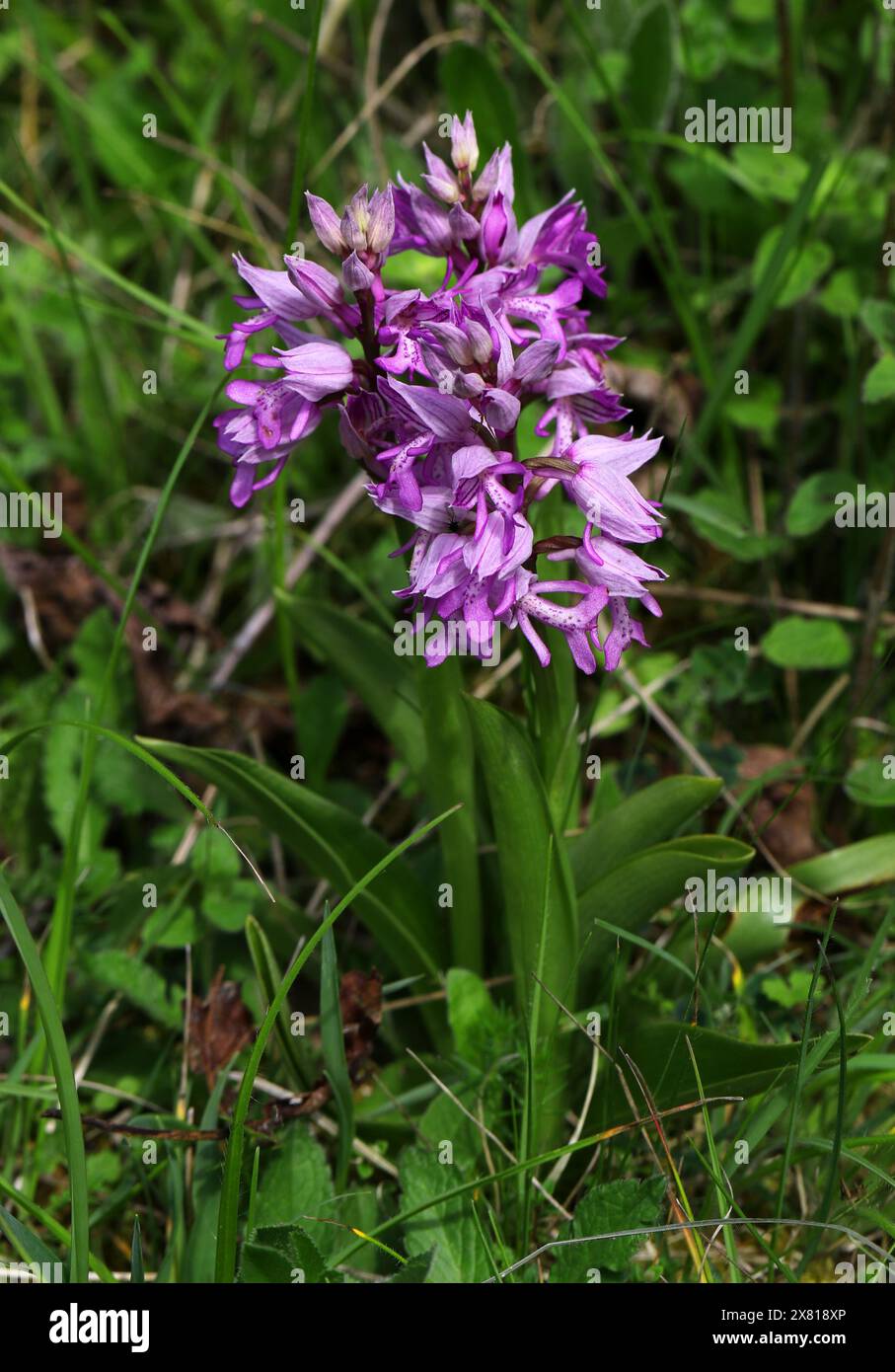 Military Orchid, Orchis militaria, Orchidaceae. Homefield Woods Nature ...