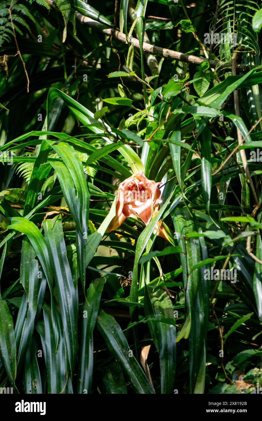 Srengseng hi-res stock photography and images - Alamy