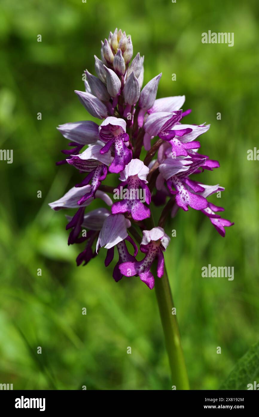 Military Orchid, Orchis militaria, Orchidaceae. Homefield Woods Nature ...