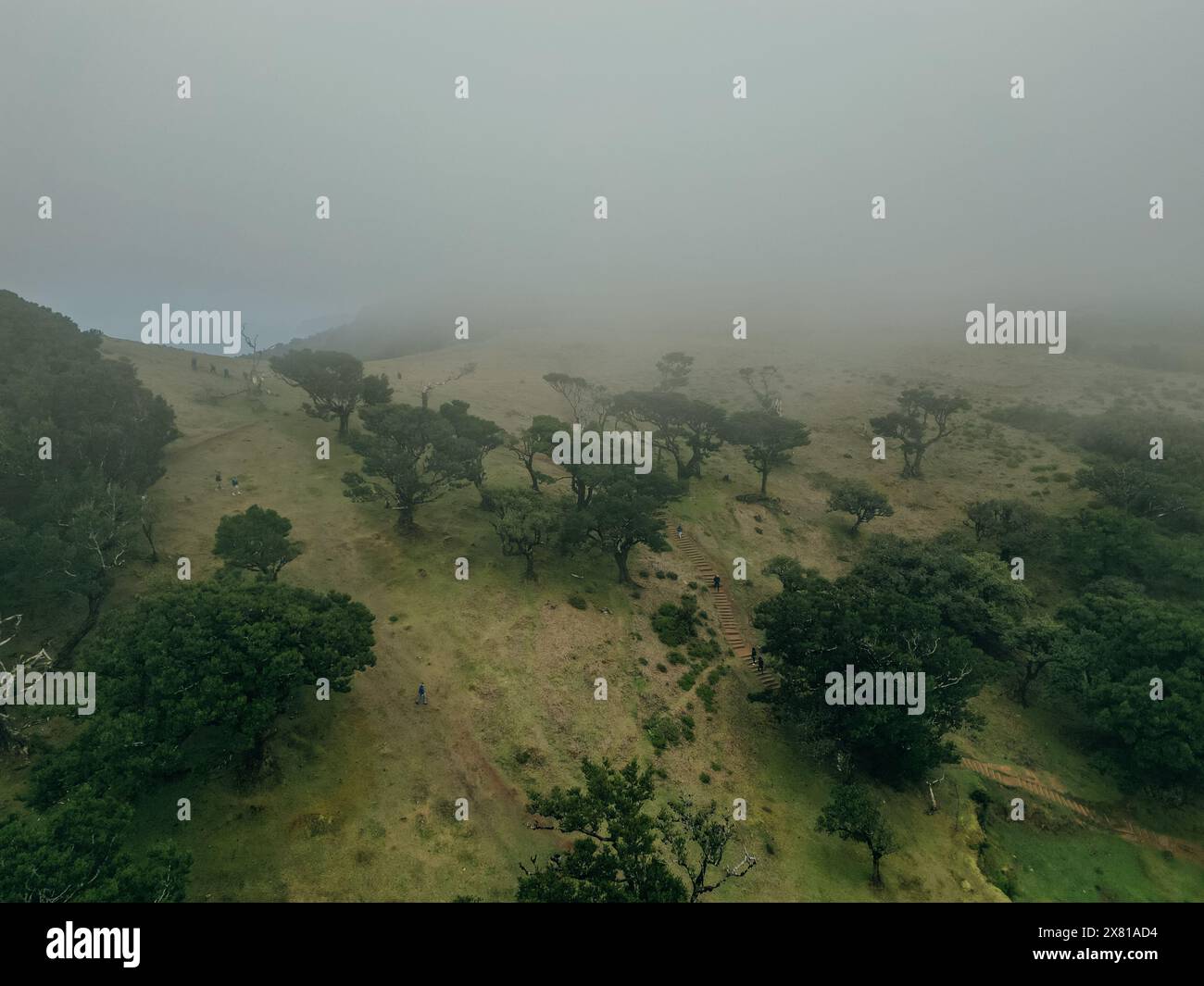 Aerial view fanal forest hi-res stock photography and images - Alamy