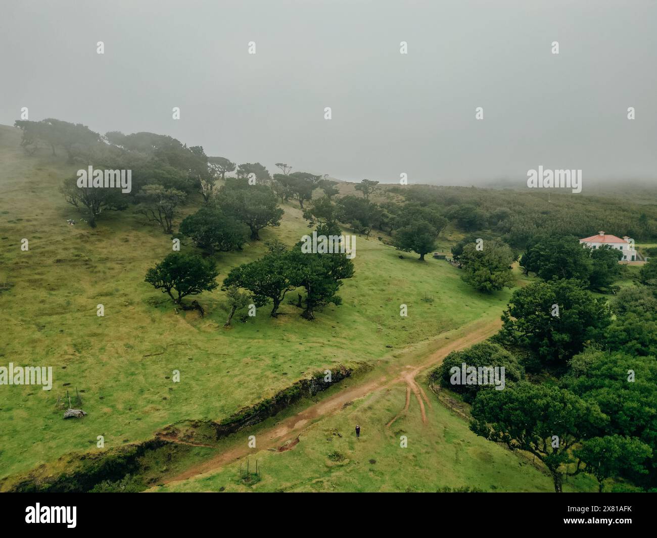 Aerial view fanal forest hi-res stock photography and images - Alamy
