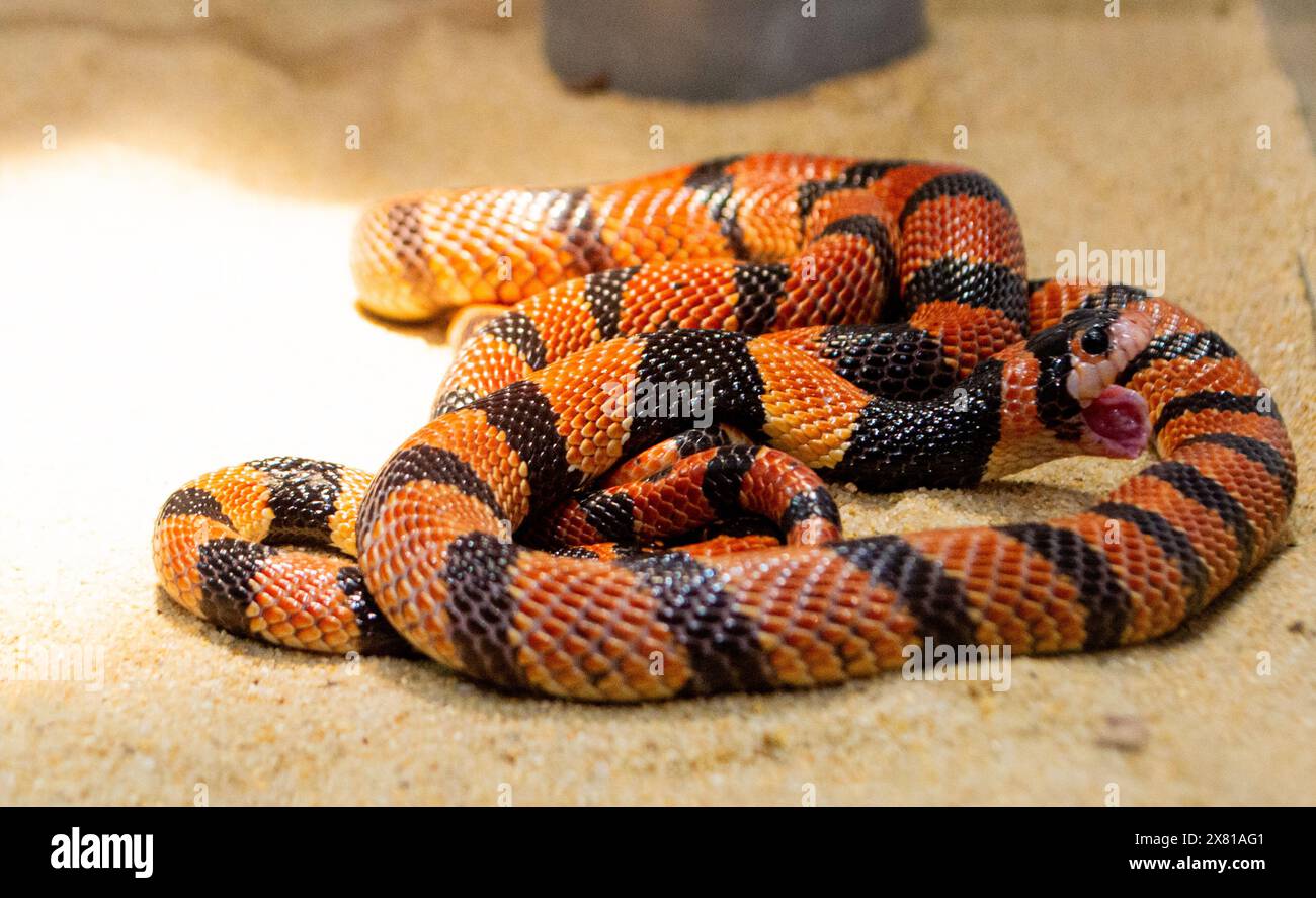The yawning snake hi-res stock photography and images - Alamy