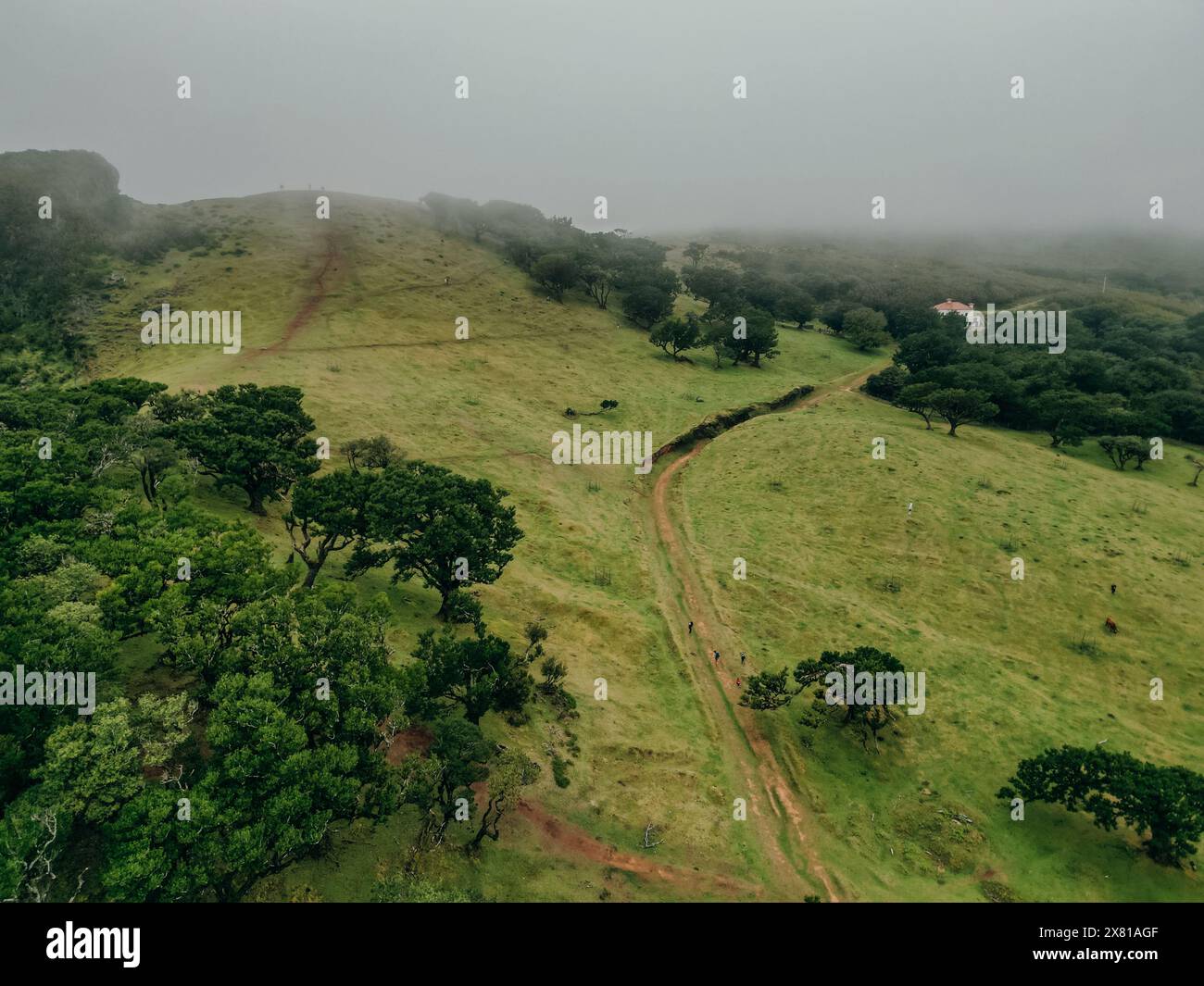 Madeira, Fanal Forest. aerial view of Misty forest in Fanal Stock Photo ...