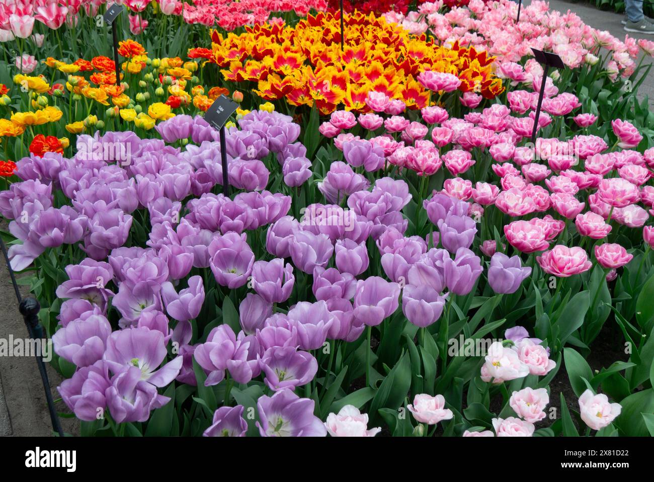Display of newer varieties of tulips in Willem Alexander Pavilion of Keukenhof Gardens Holland ...