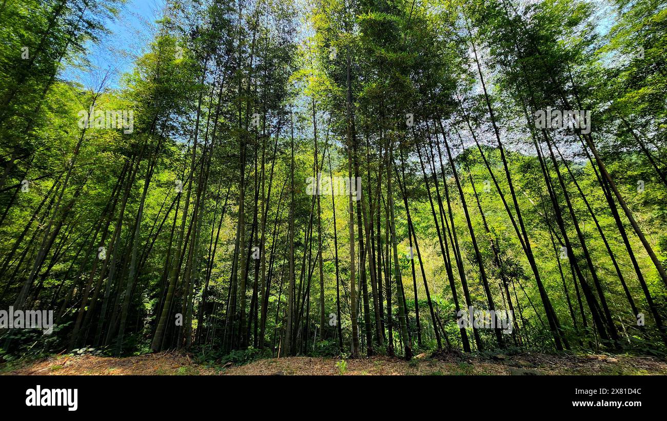 Fujian, China's Fujian Province. 18th May, 2024. The bamboo forest is ...