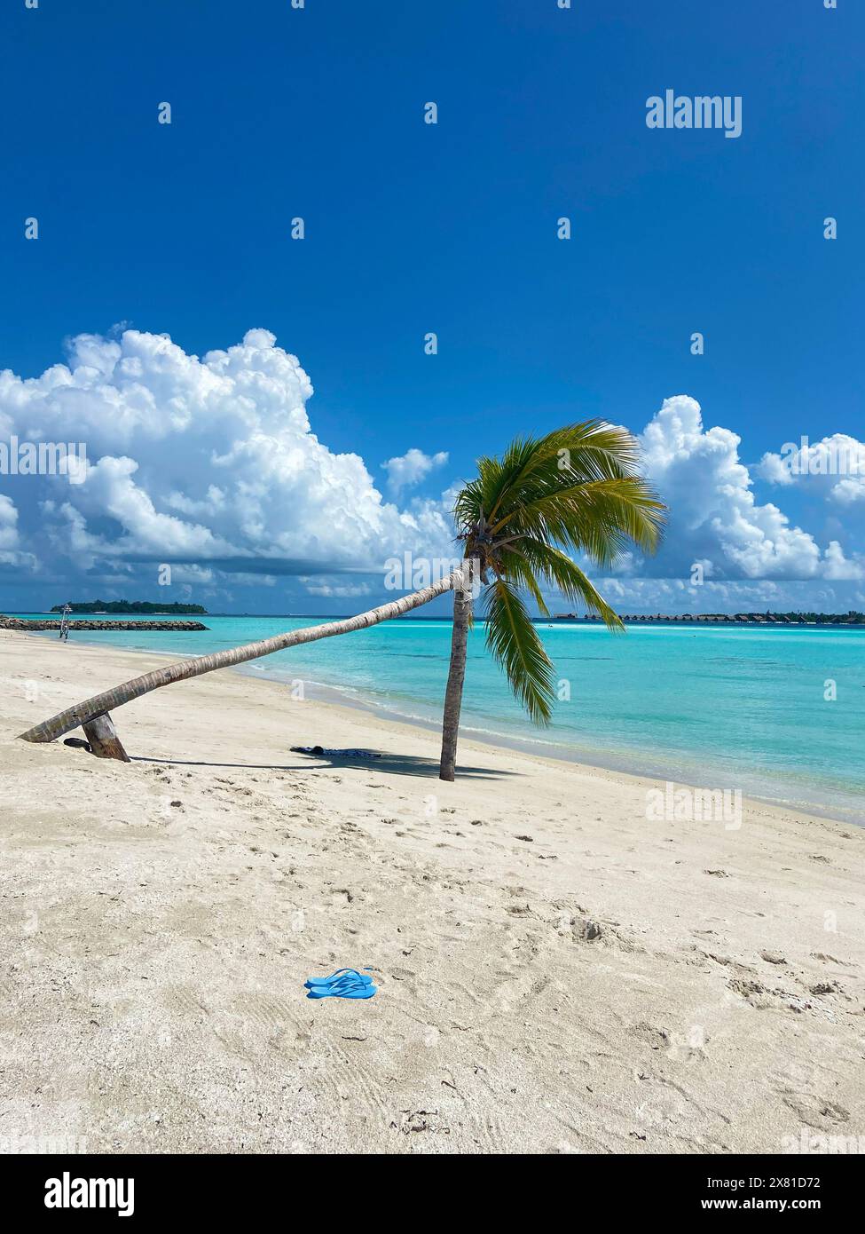 Deserted beach with a crooked palm tree reaching the seashore, in the ...