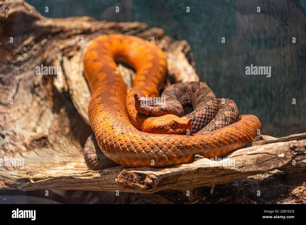 European viper snake Stock Photo - Alamy