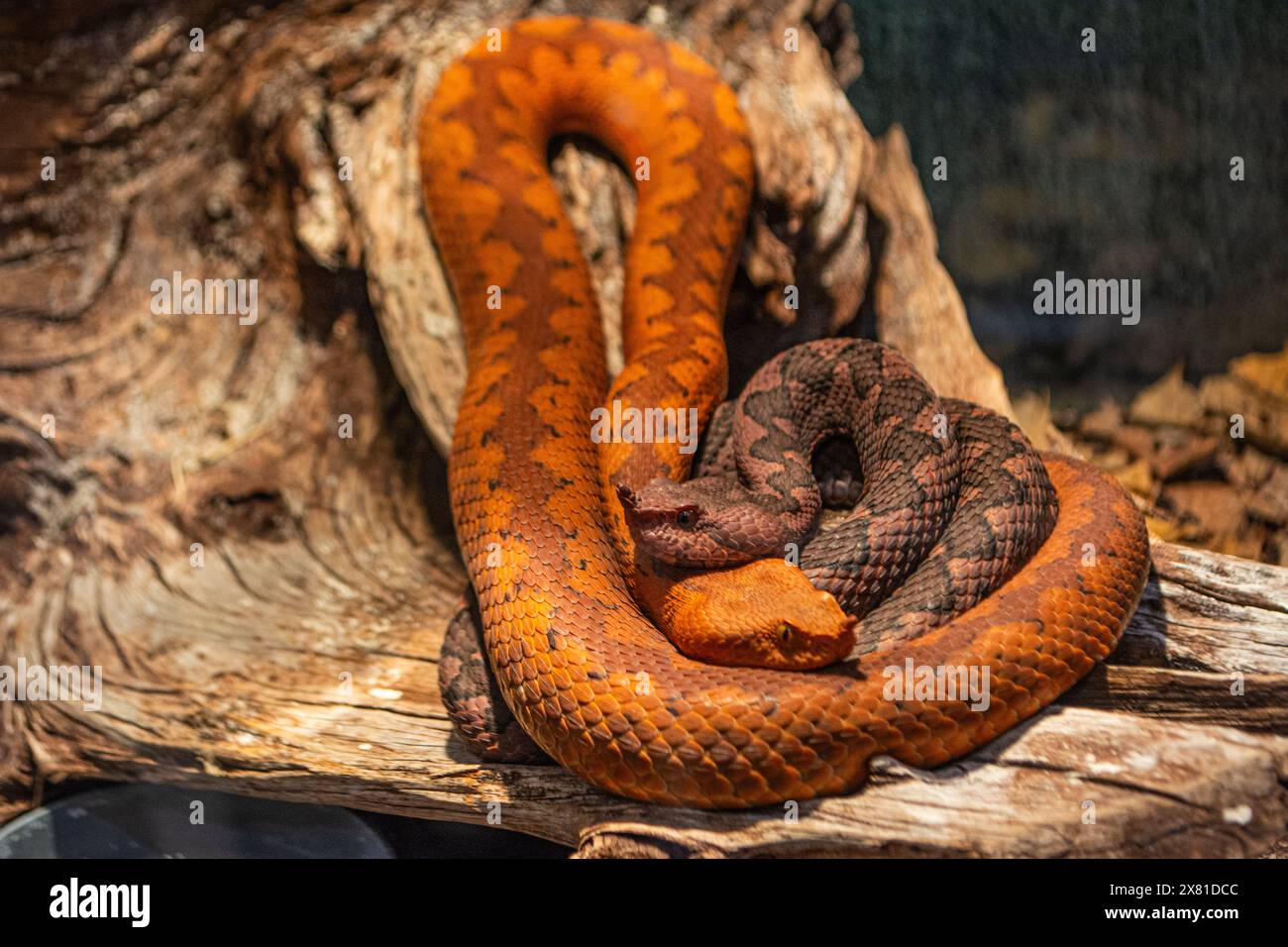 Snake yawning hi-res stock photography and images - Alamy