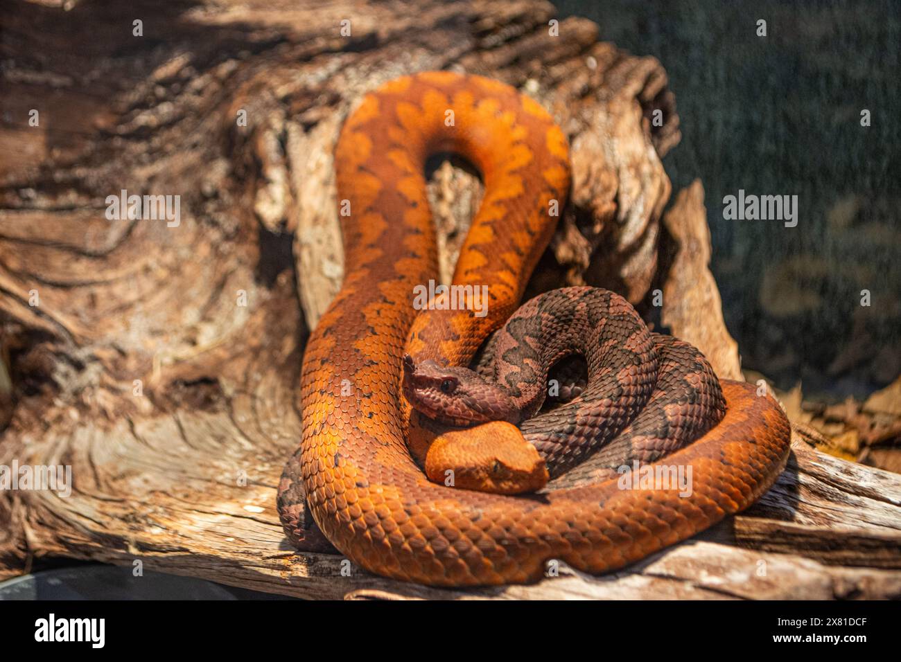 European viper snake Stock Photo - Alamy