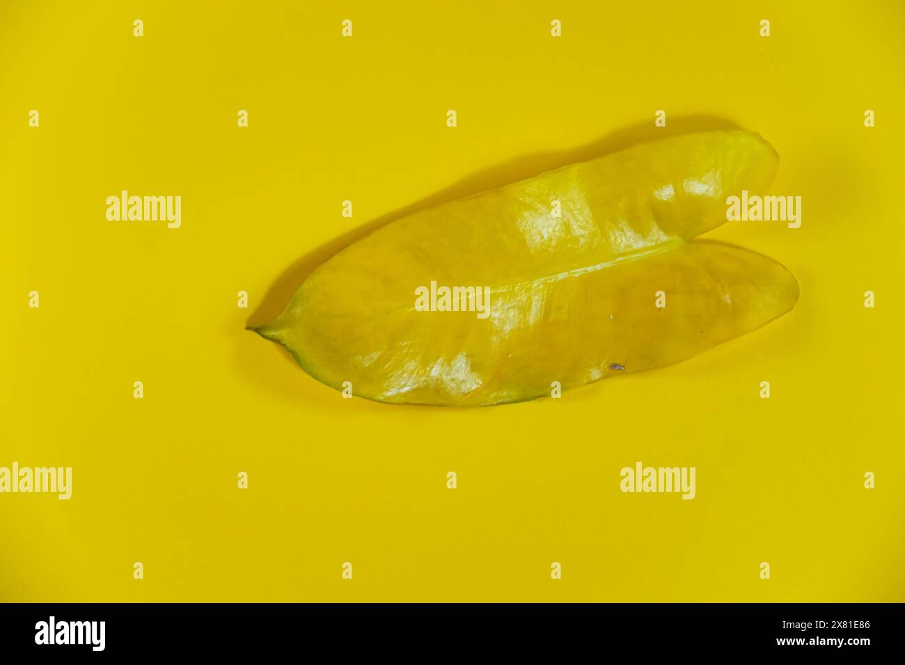 Beautiful bright summer yellow background with Yellow leaves match the ...
