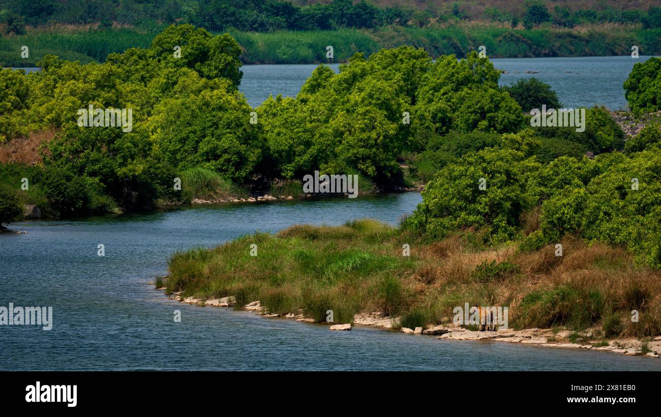 Ken river panna hi-res stock photography and images - Alamy