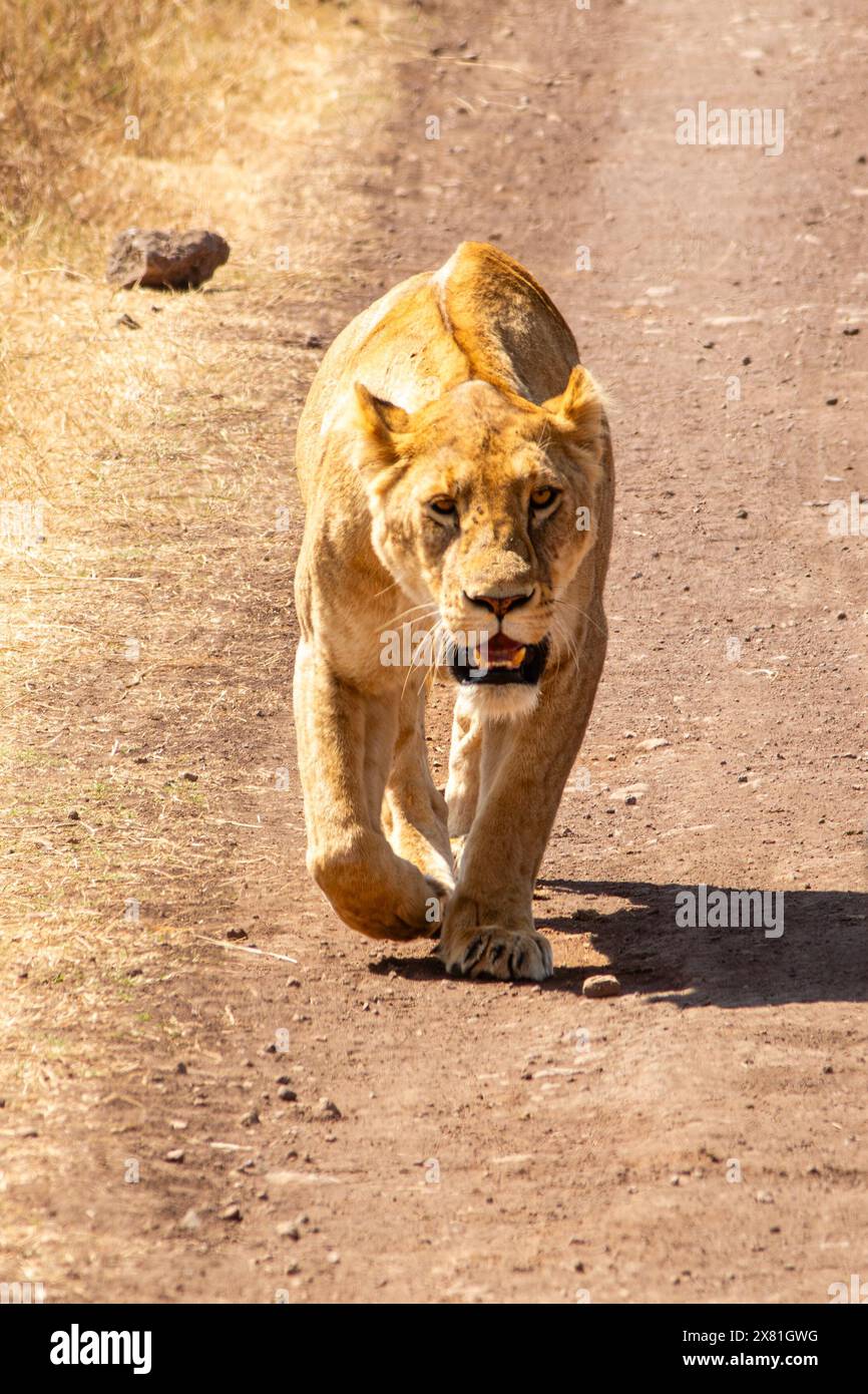 A lone lioness prows along a dirt track in Ngorongoro crater, Tanzania ...