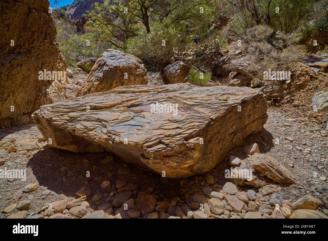 Large textured boulder along the Window Trail at Big Bend National Park ...