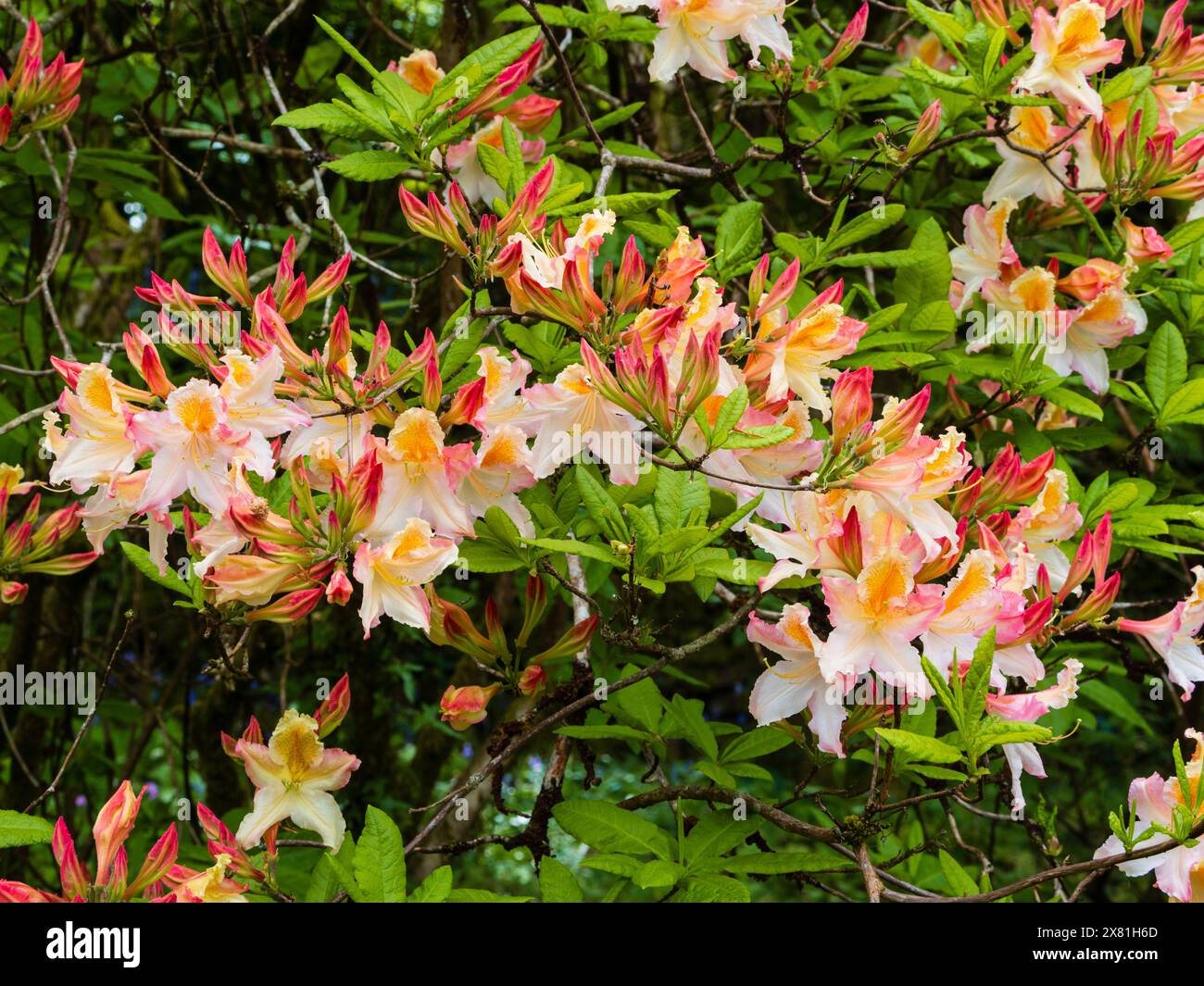 Peach and white late spring flowers of the hardy deciduous azalea ...