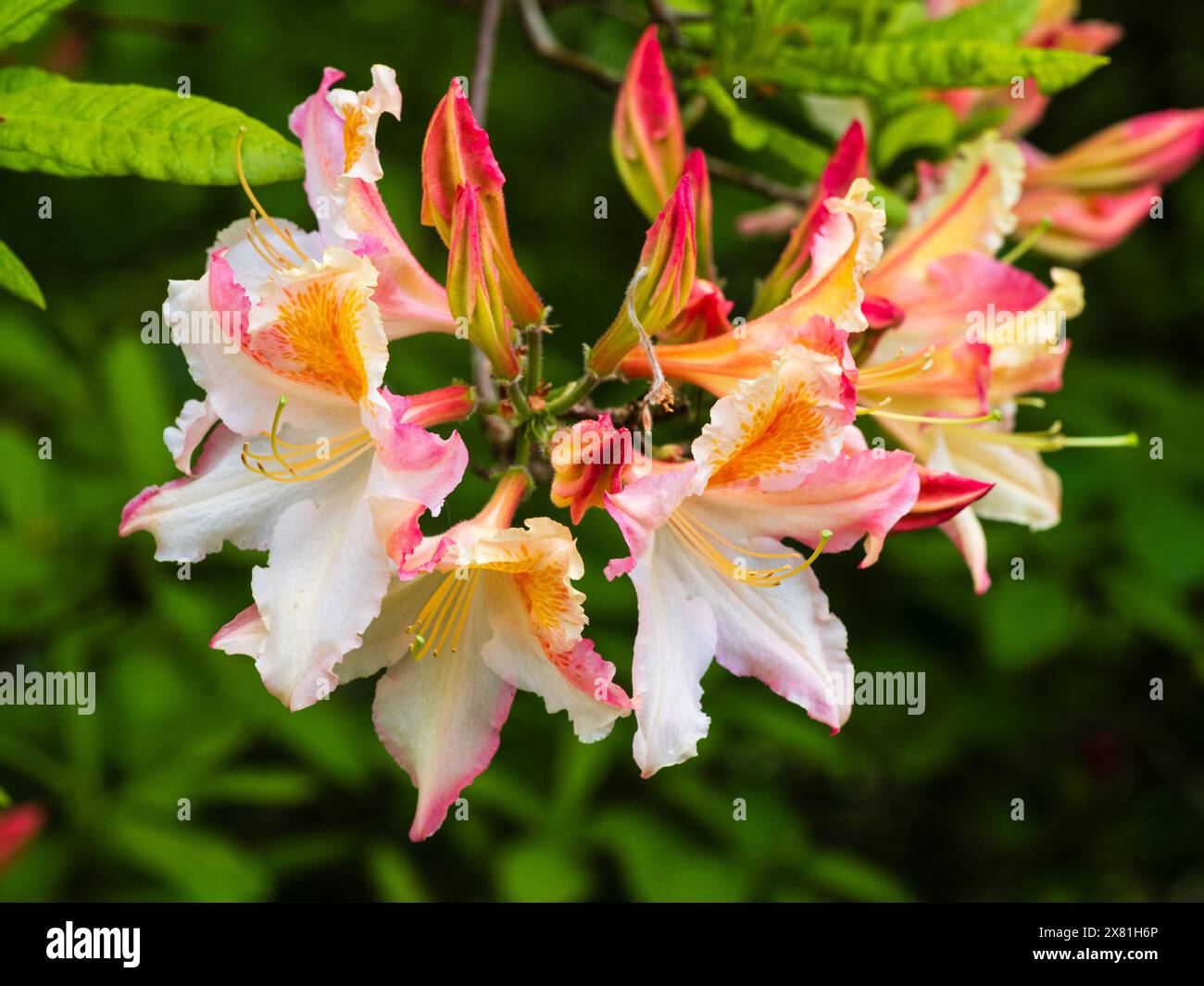 Peach and white late spring flowers of the hardy deciduous azalea ...