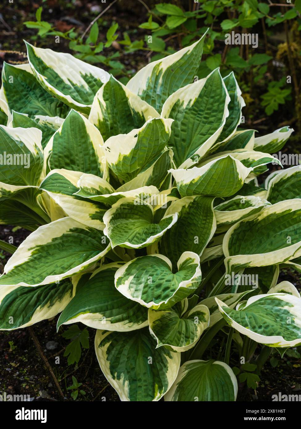 Variegated hosta leaves hi-res stock photography and images - Alamy