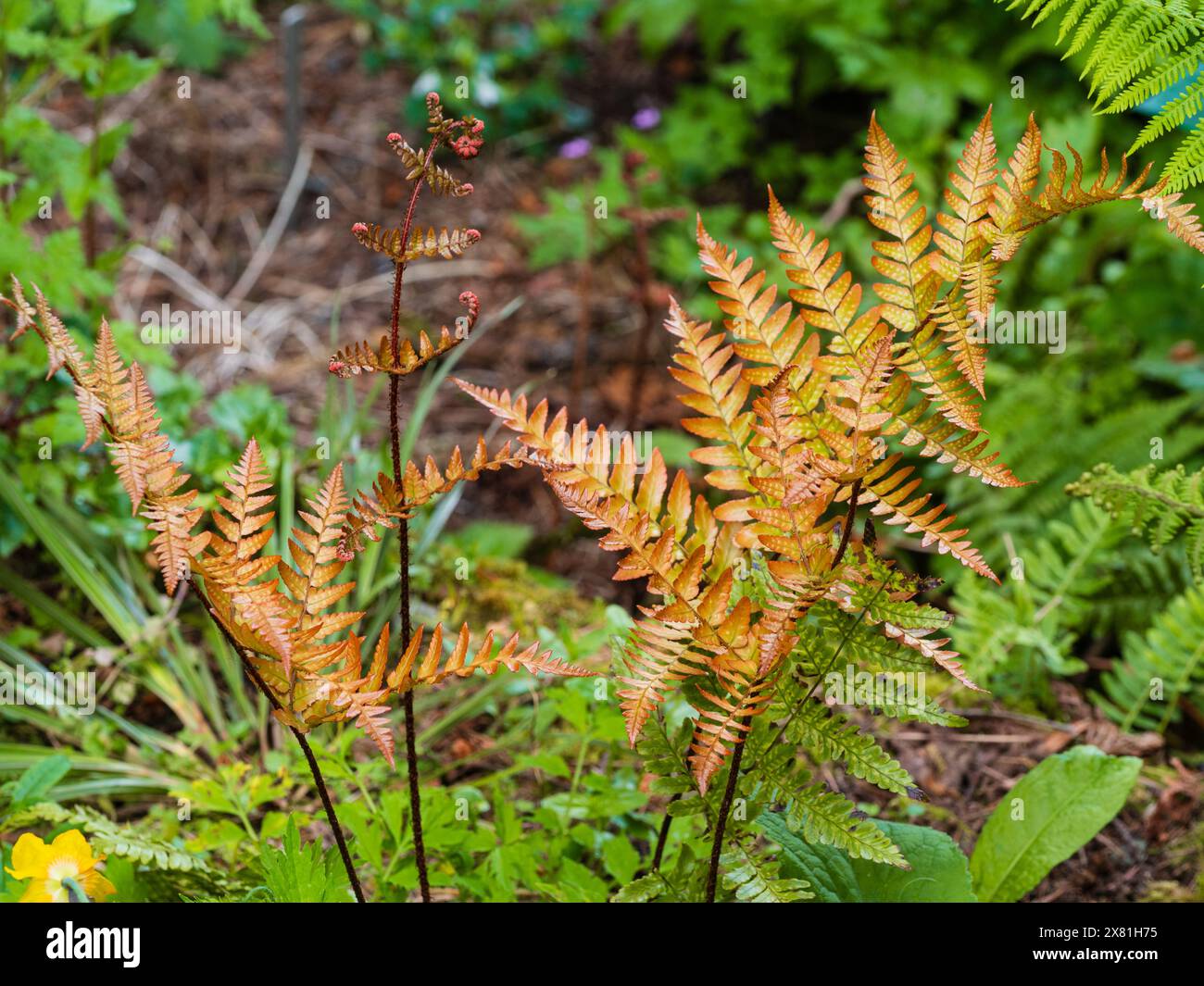 Coppery spring fronds of the hardy evergreen fern, Dryopteris ...