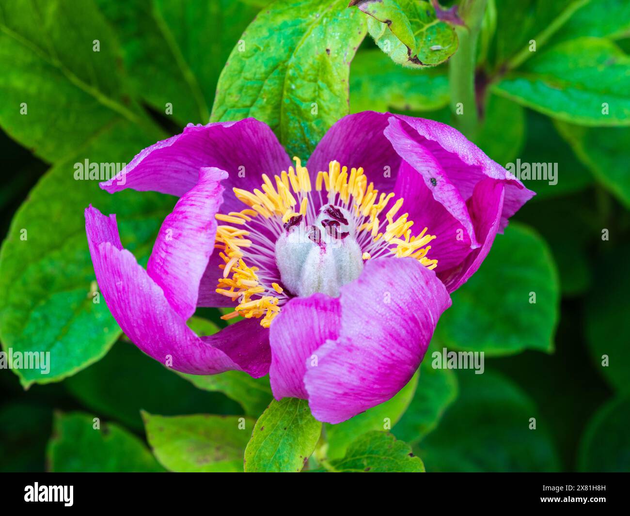 Single pink flower of the early summer blooming hardy species peony ...