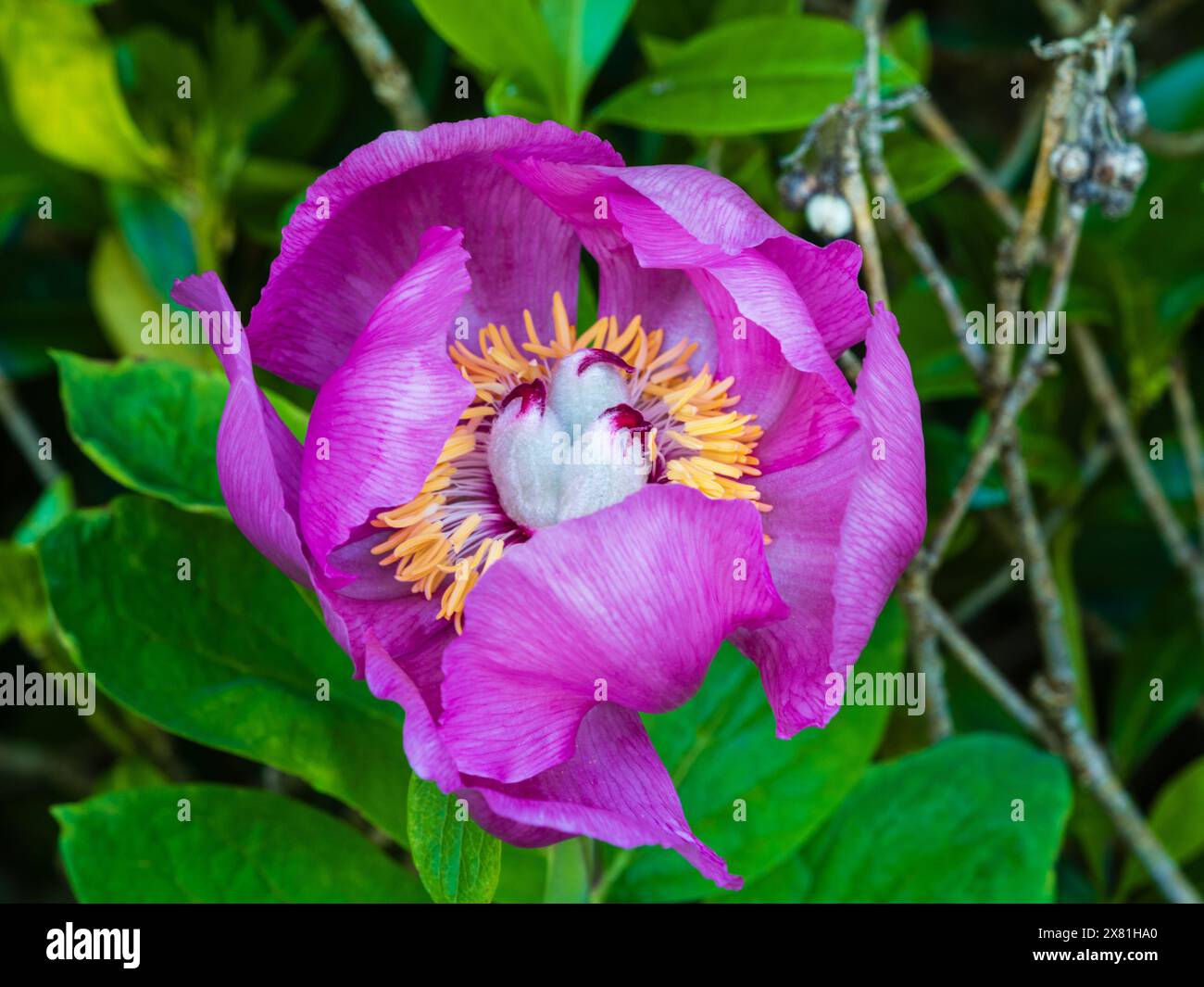 Single pink flower of the early summer blooming hardy species peony ...