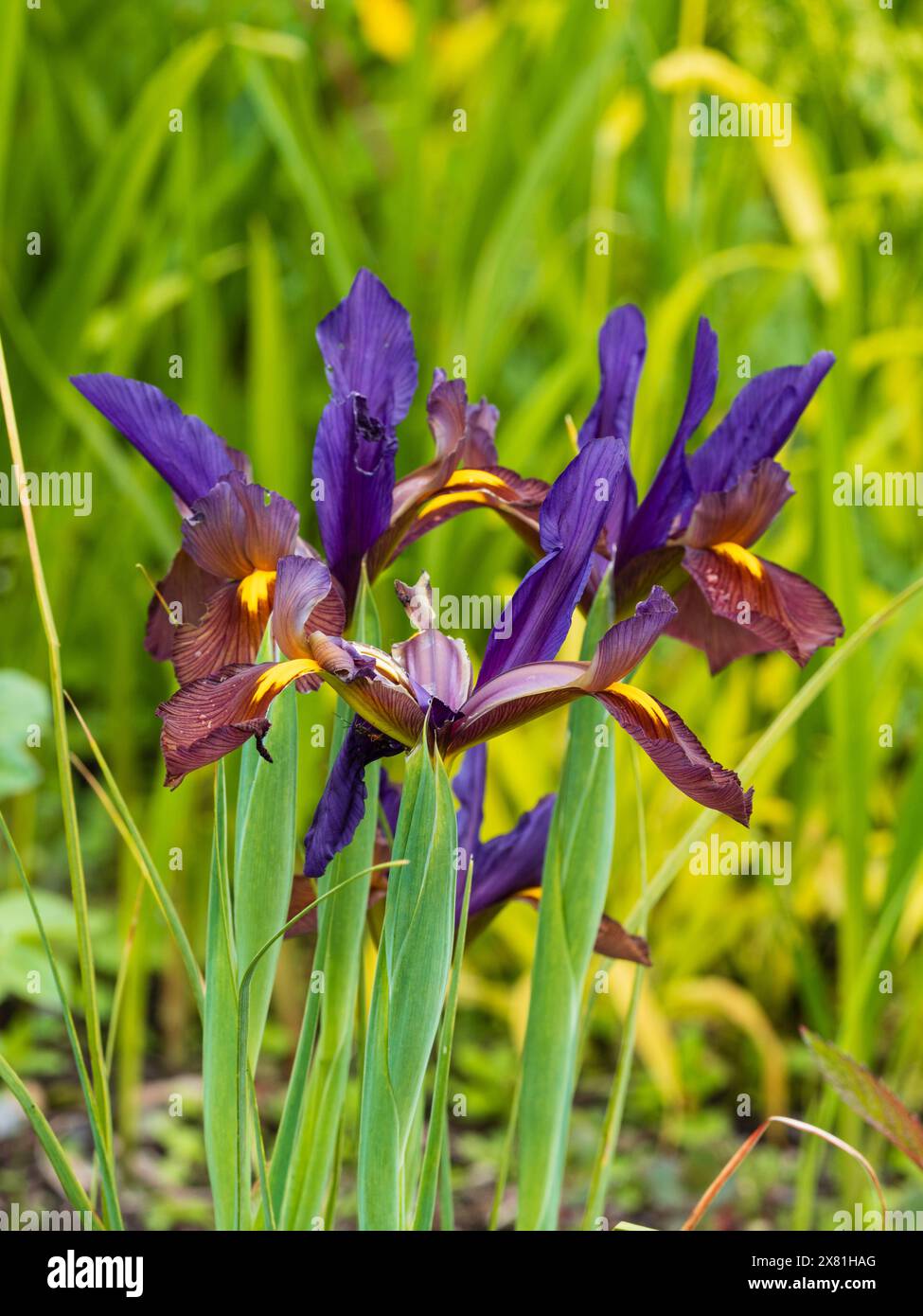 Bronze and purple blloms of the hardy, late spring to early summer ...