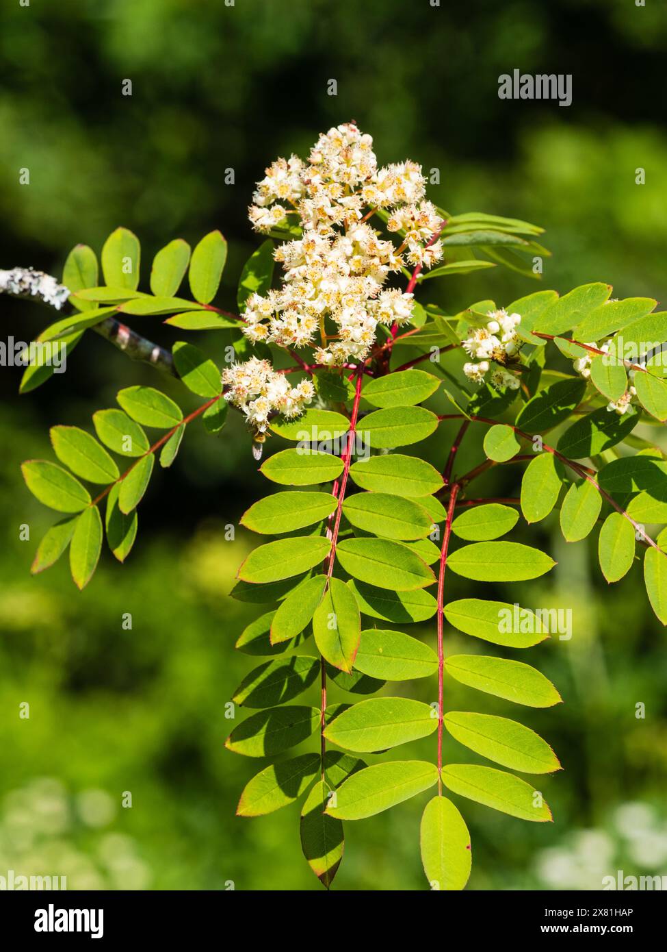 Clusters of small white flowers of the hardy deciduous small tree ...