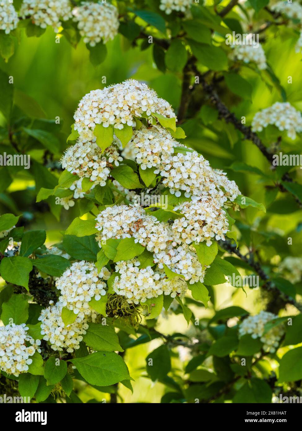 Clusters of small white flowers of the hardy deciduous small tree ...