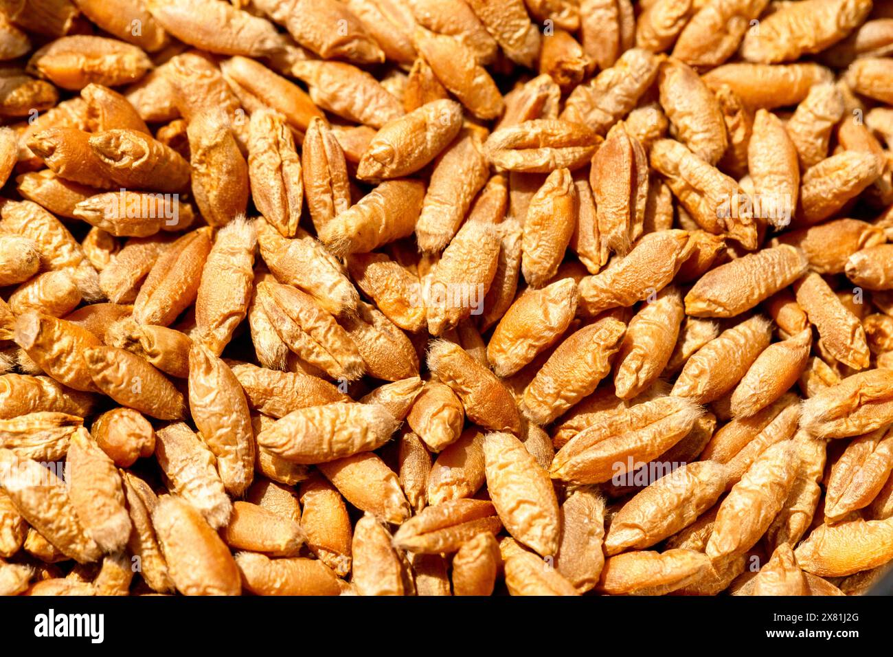 Wheat grain as background texture Stock Photo - Alamy