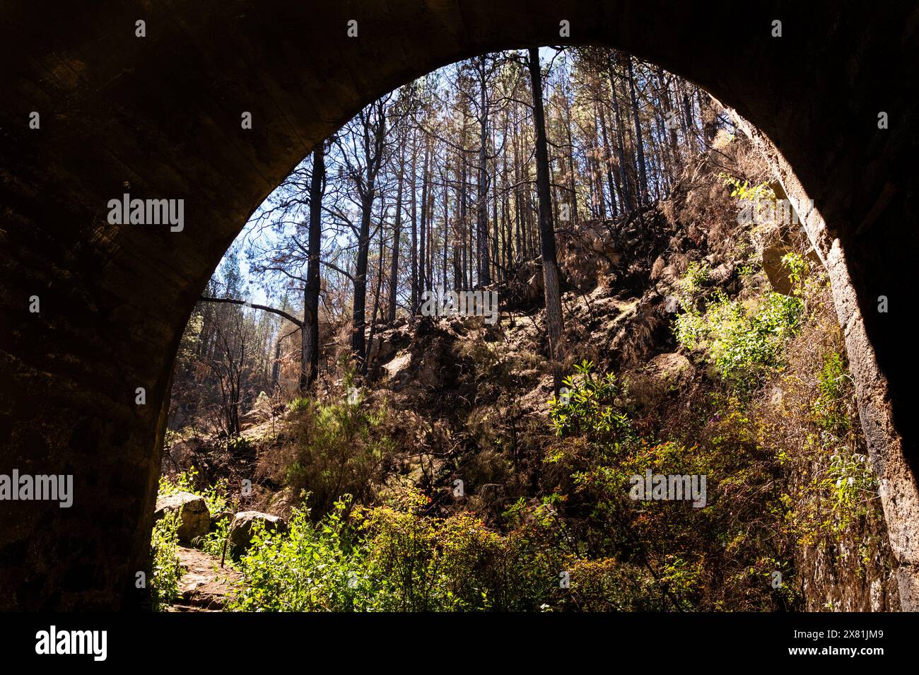 A tunnel with trees on either side. The trees are green and the sky is ...