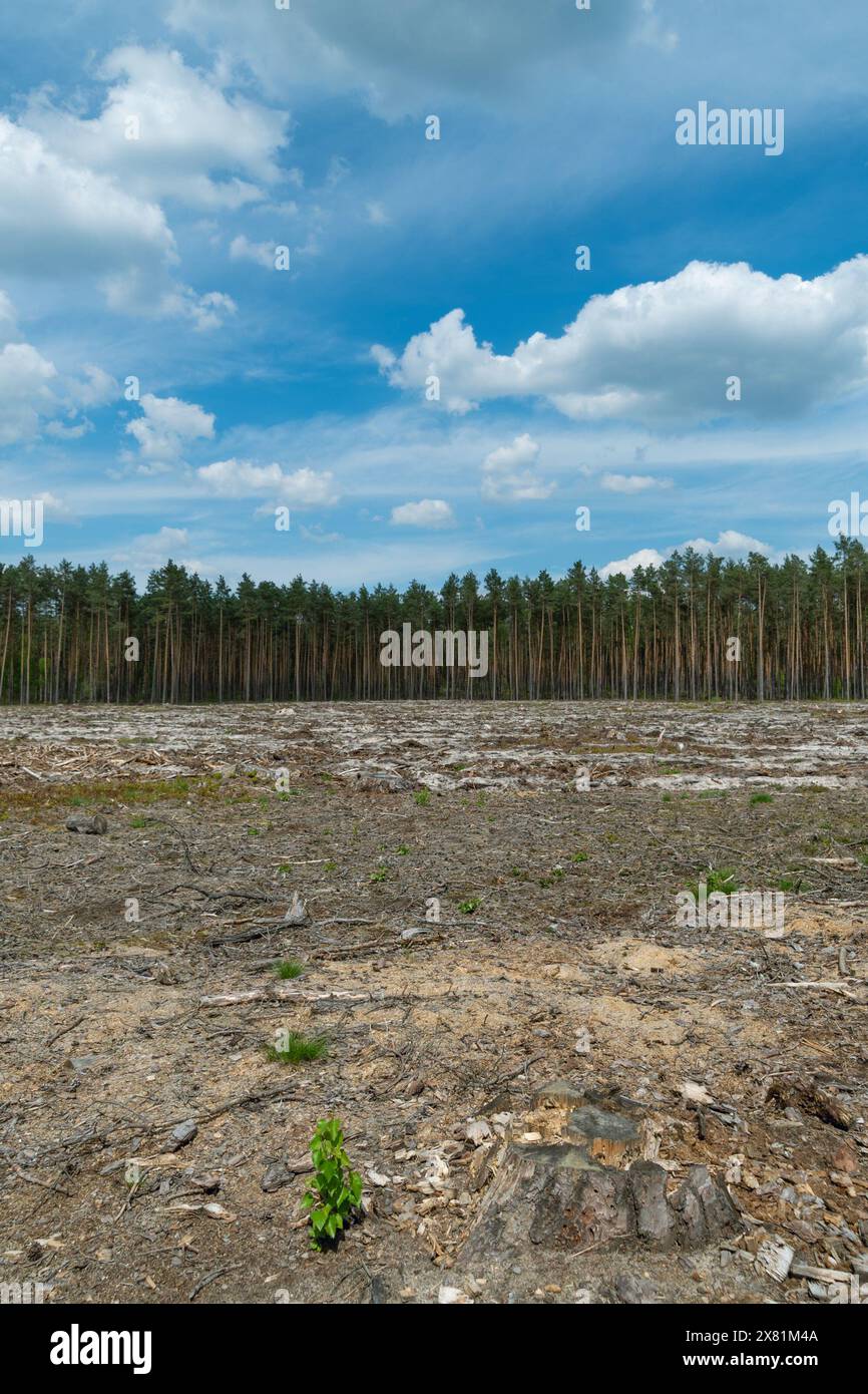 Deforestation. Stumps in a clearing in the middle of the forest after ...