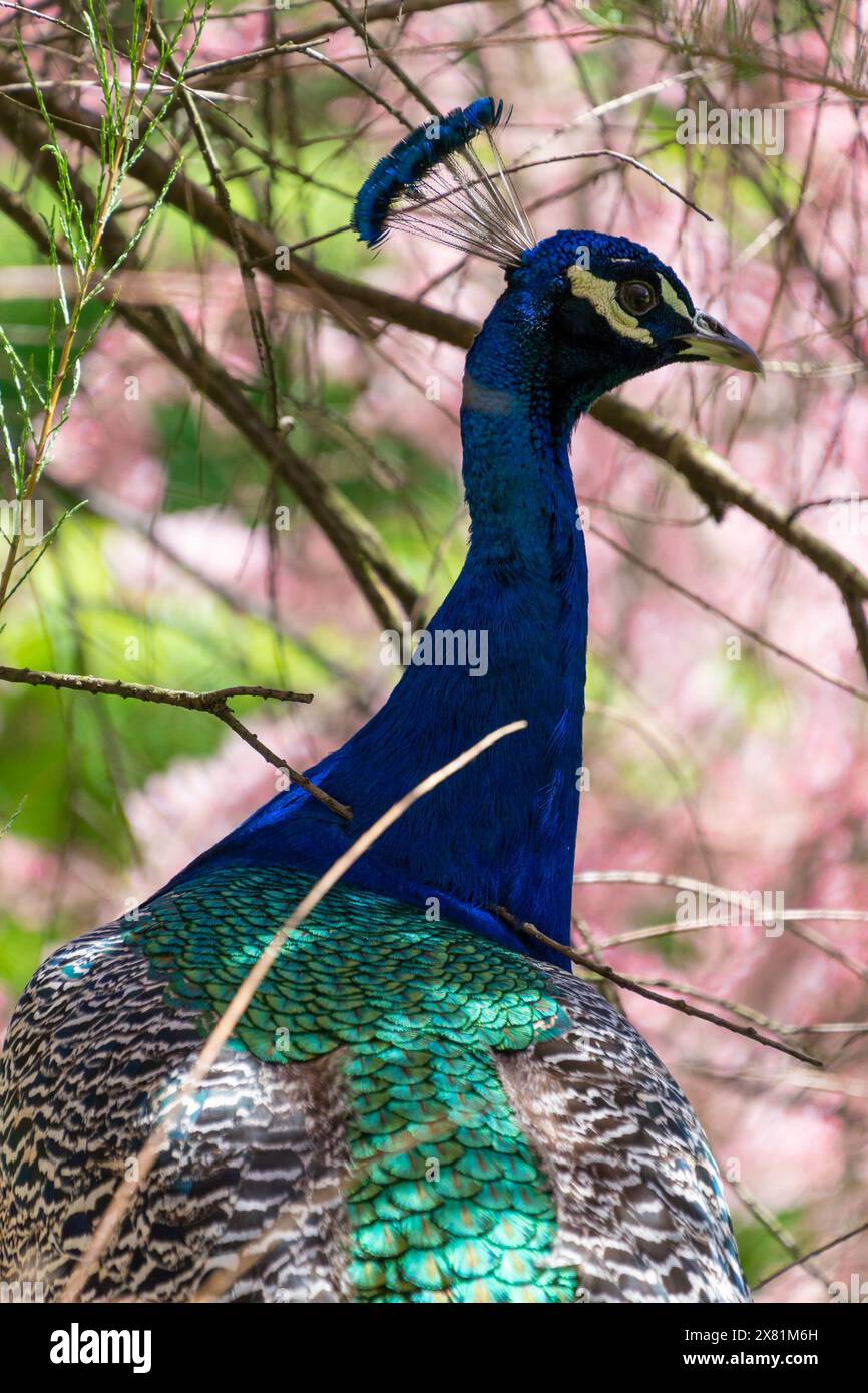 Male Indian peafowl in the bushes, close-up. A beautiful bird with ...