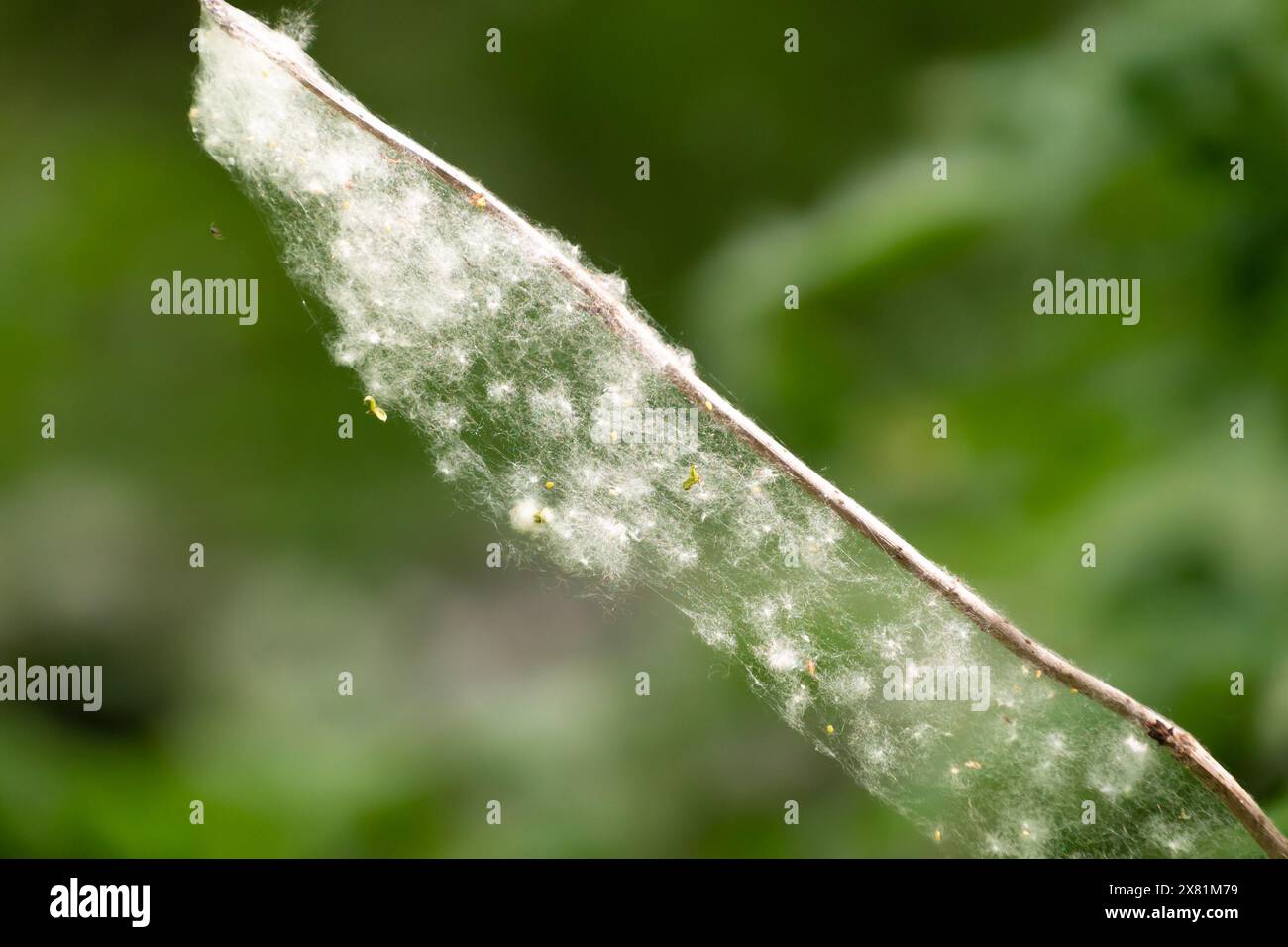 Lots of poplar fluff in the forest. Allergy. Populus, aspen, cottonwood ...