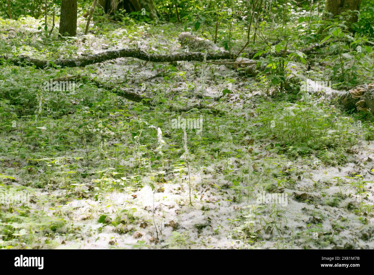Lots of poplar fluff in the forest. Allergy. Populus, aspen, cottonwood ...