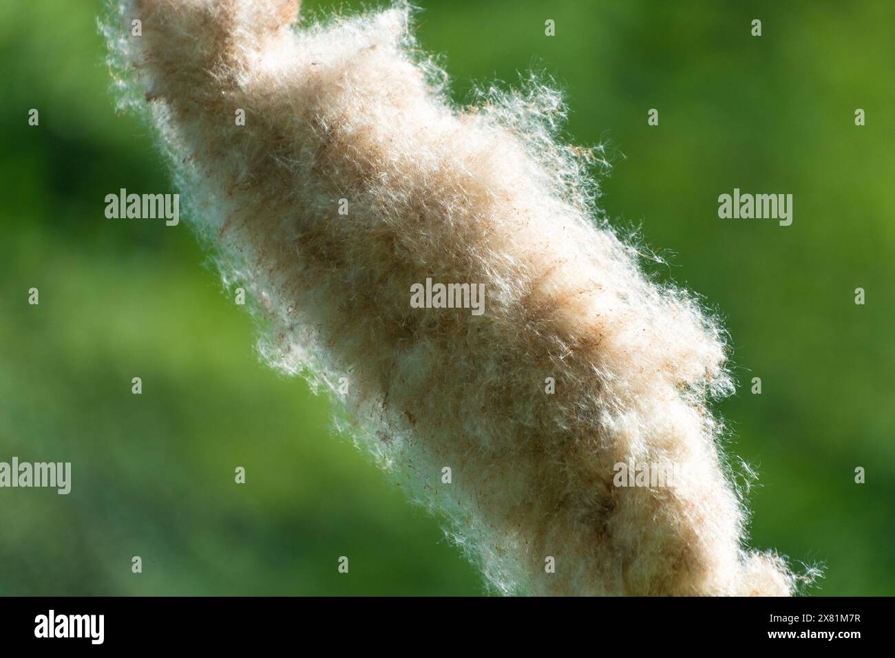 Typha latifolia, broadleaf cattail, close-up. Flower spike going to ...