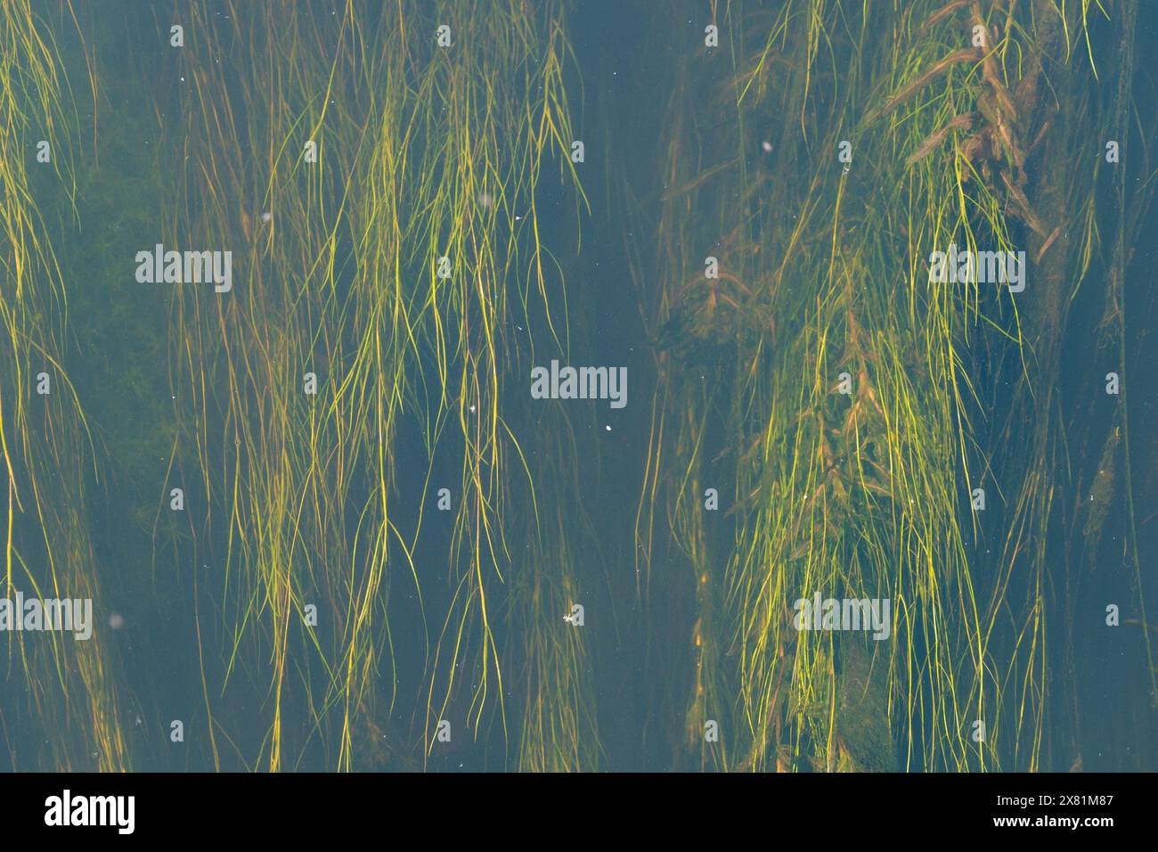 Stuckenia pectinata (Potamogeton pectinatus) in water. sago pondweed ...
