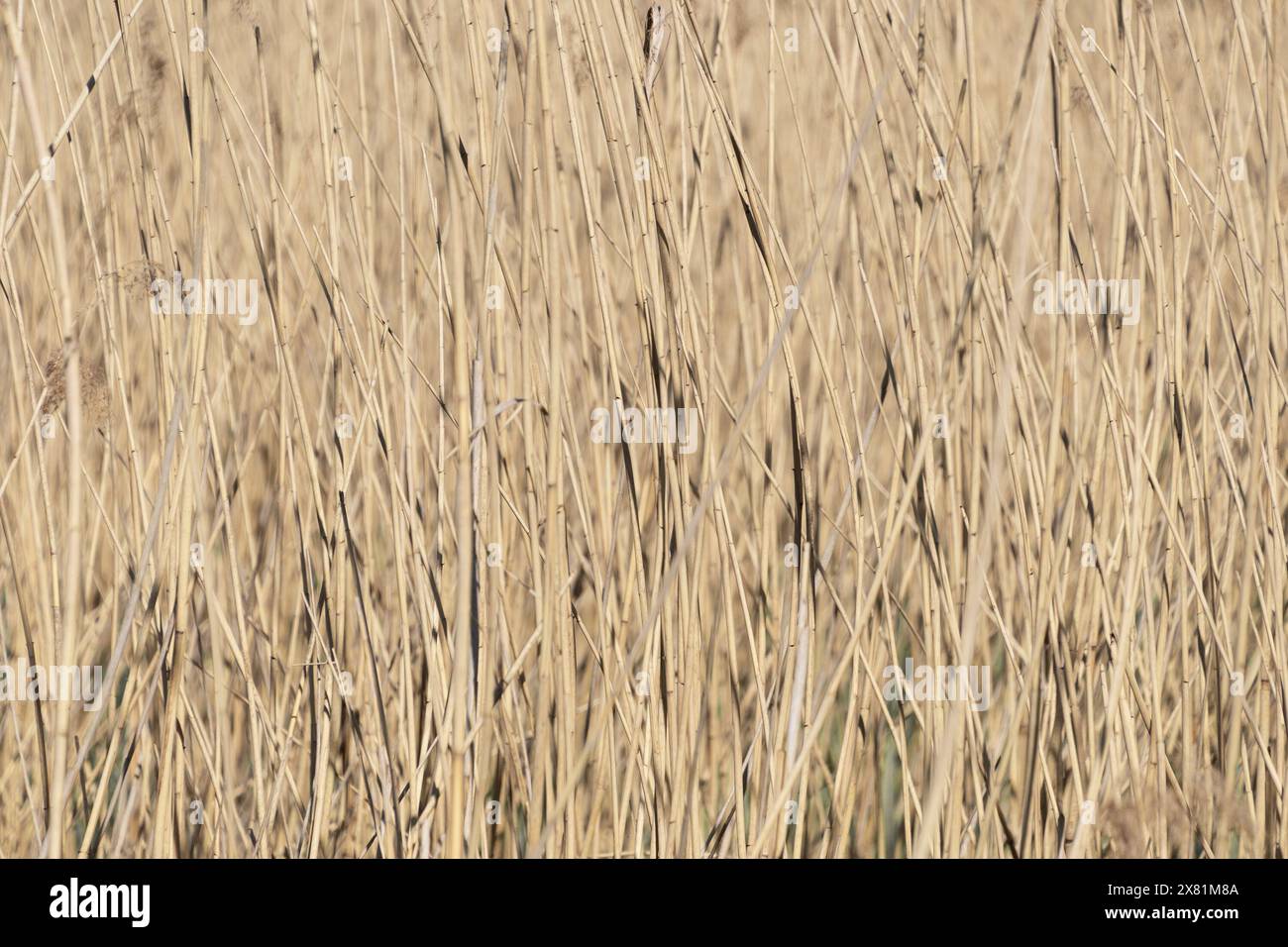 Dry thickets of common reed. Phragmites australis. Natural plant ...