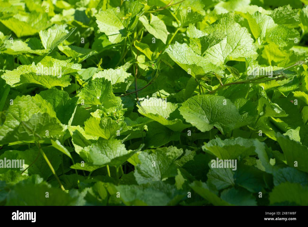 Green thickets of Alliaria petiolata. garlic mustard. Plant background ...