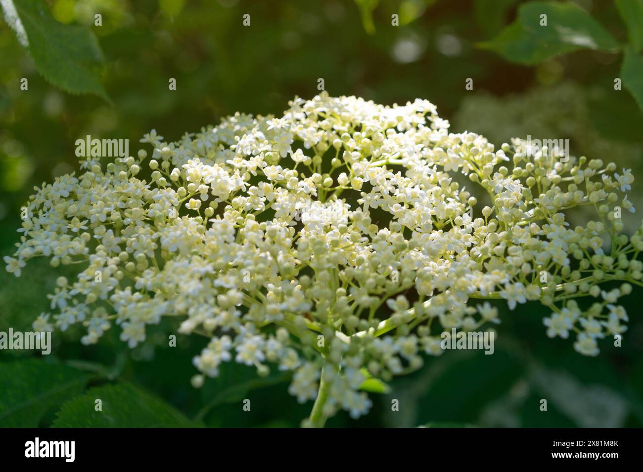 White flowers of Sambucus canadensis, close-up. Spring bloom. the ...