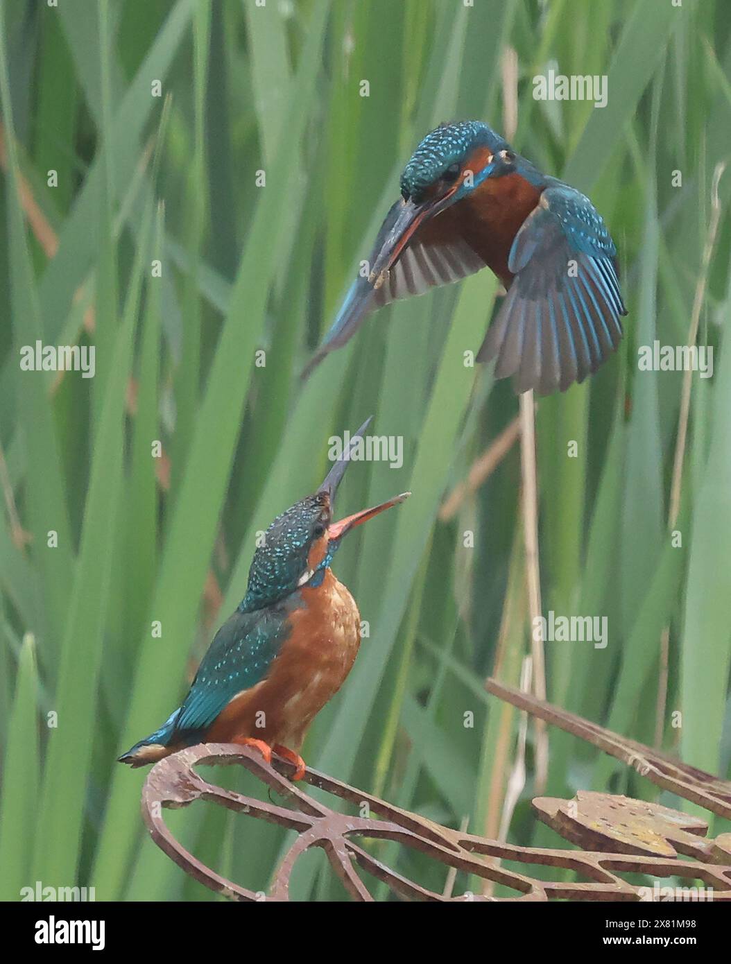 Purfleet Essex, UK. 22nd May, 2024. L-R Male Kingfisher mating with ...