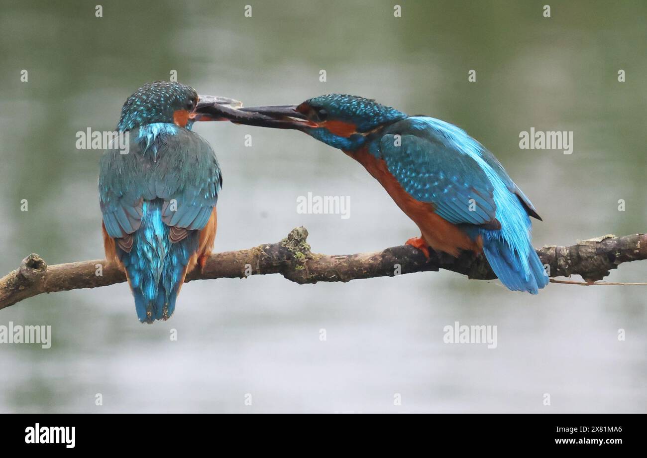 Kingfisher Female getting fish of Male at RSPB Rainham Marshes Nature ...
