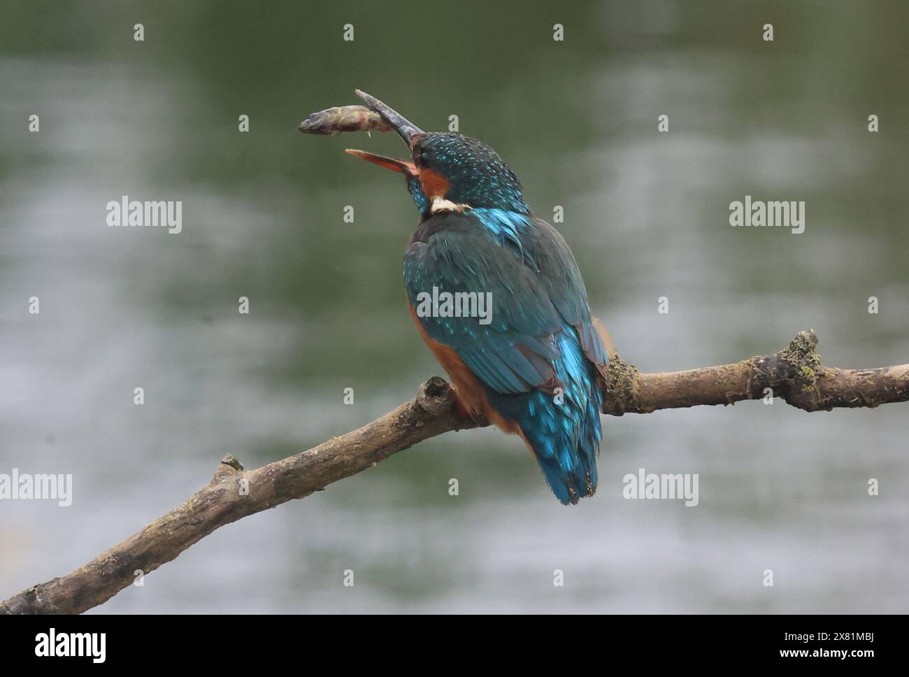 Purfleet Essex, UK. 22nd May, 2024. Kingfisher with fish at RSPB ...