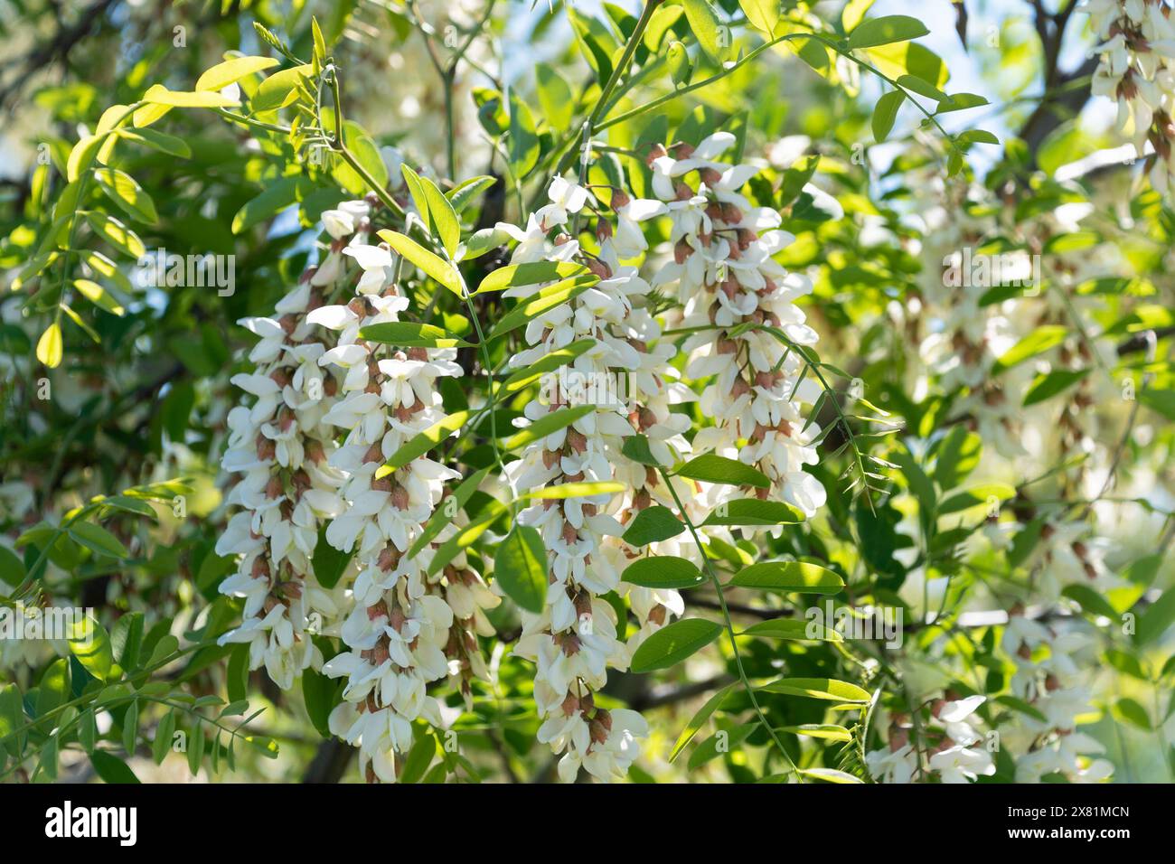White flowers of Robinia pseudoacacia. Spring bloom. false acacia ...
