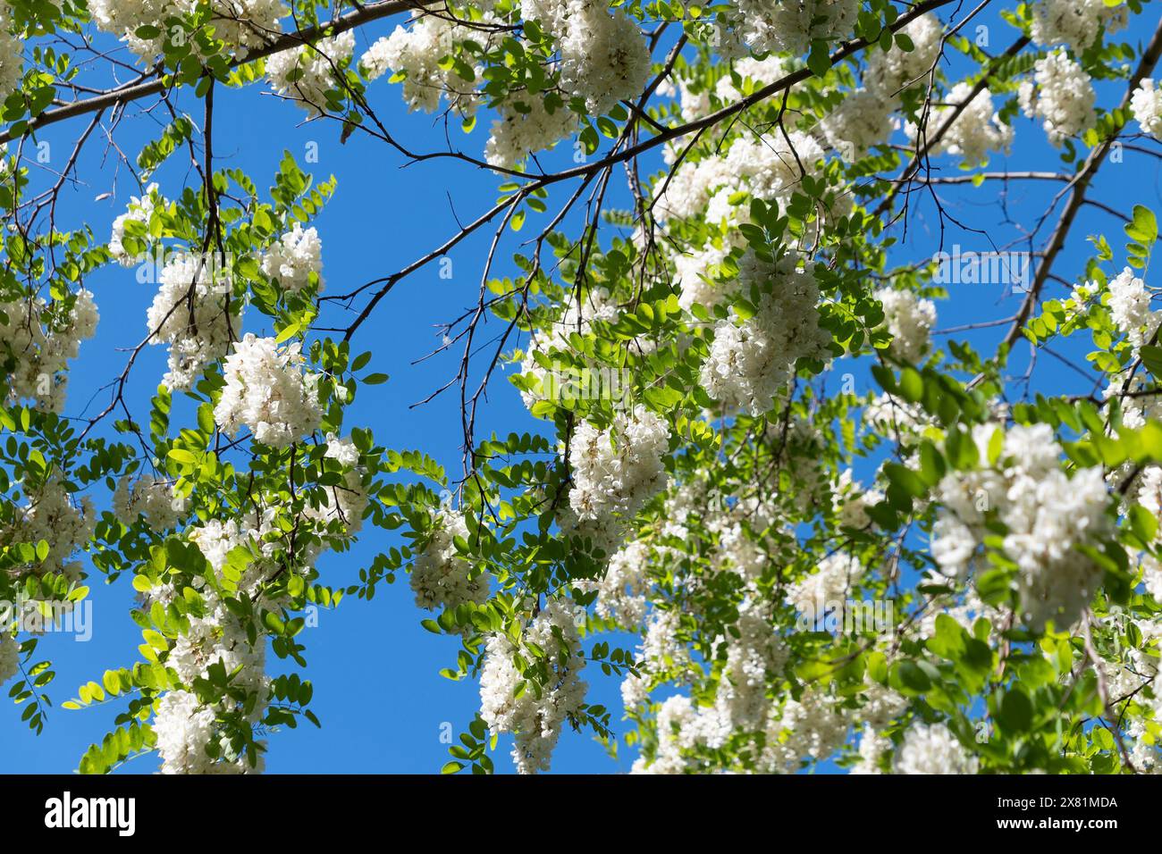 White flowers of Robinia pseudoacacia. Spring bloom. false acacia ...