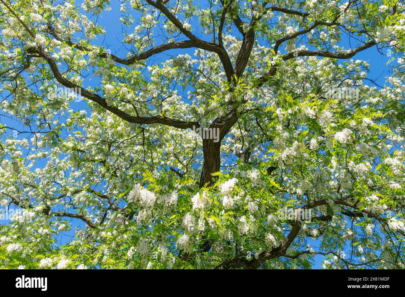 White flowers of Robinia pseudoacacia. Spring bloom. false acacia ...
