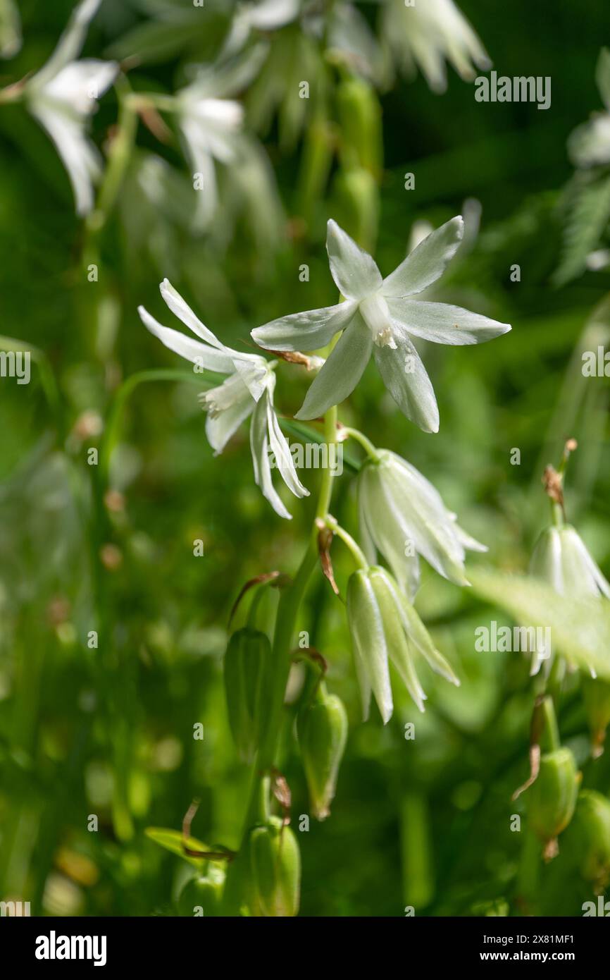 White Ornithogalum nutans flower in a meadow, close-up. drooping star ...