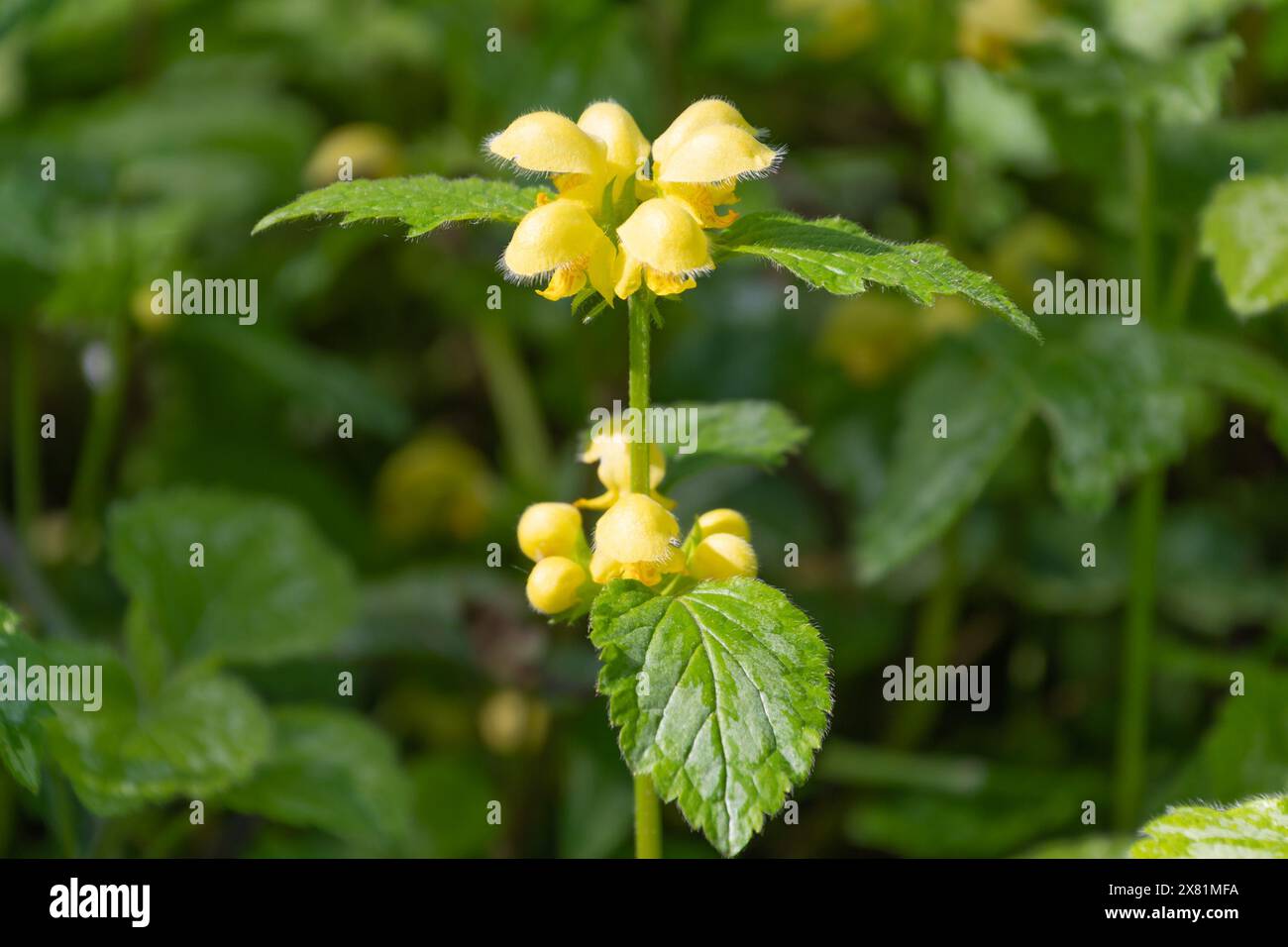 Yellow archangel golden dead hi-res stock photography and images - Alamy