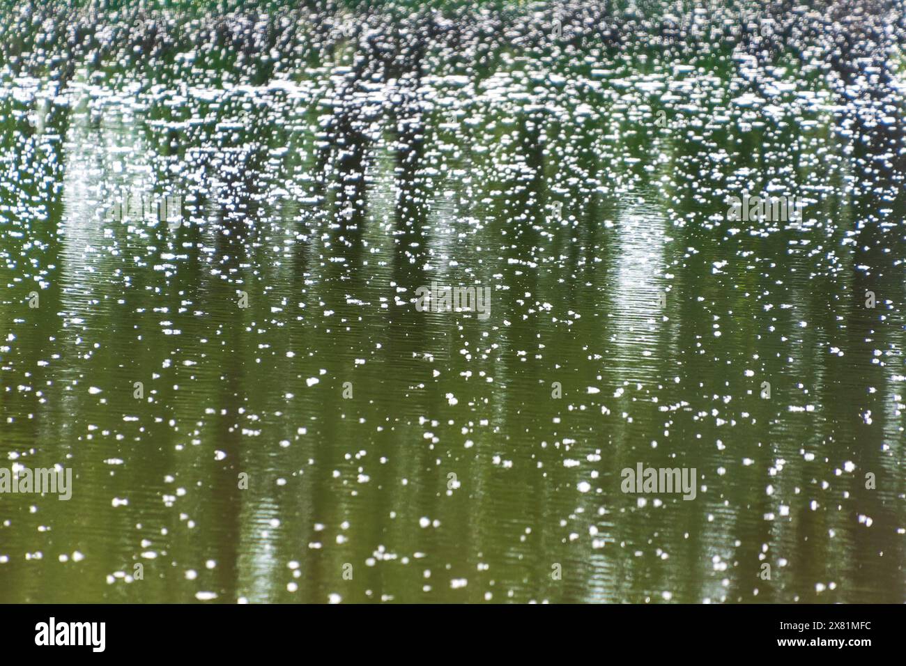 Background poplar fluff on hi-res stock photography and images - Alamy