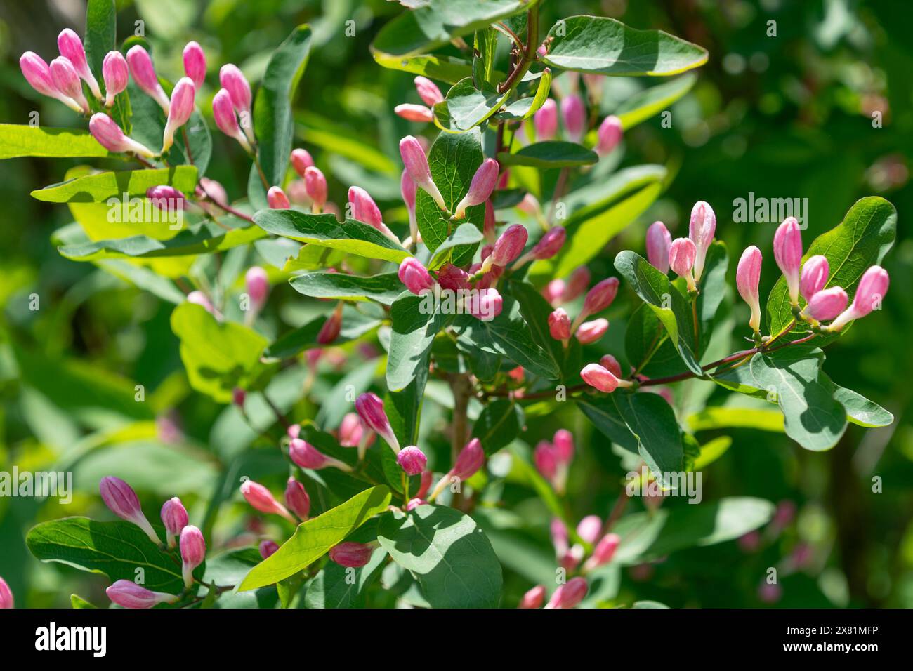 Buds of pink flowers of Lonicera tatarica. Tatarian honeysuckle. Spring ...