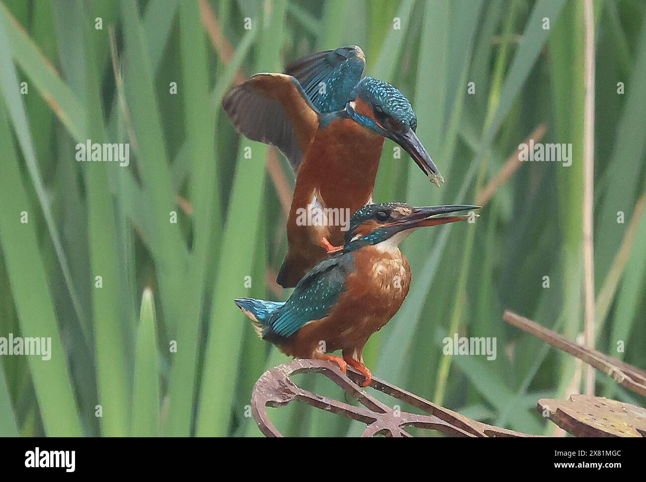 Purfleet Essex, UK. 22nd May, 2024. L-R Male Kingfisher mating with ...
