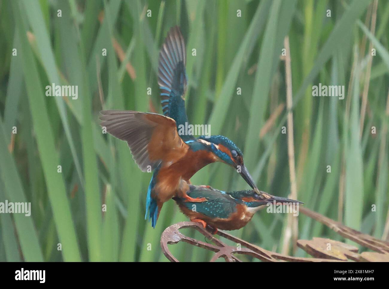 Purfleet Essex, UK. 22nd May, 2024. L-R Male Kingfisher mating with ...